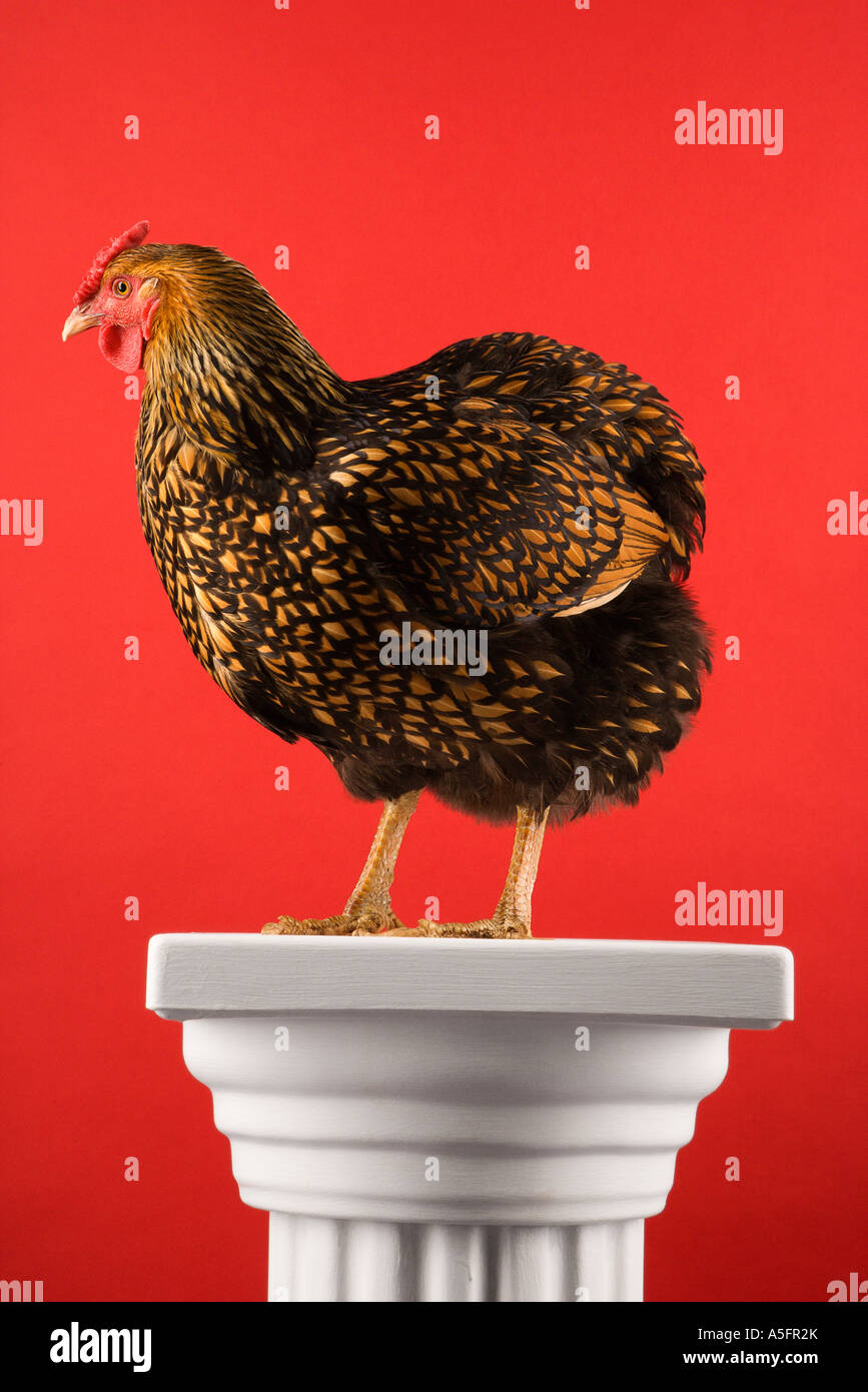 Golden Laced Wyandotte chicken standing on column on red background ...