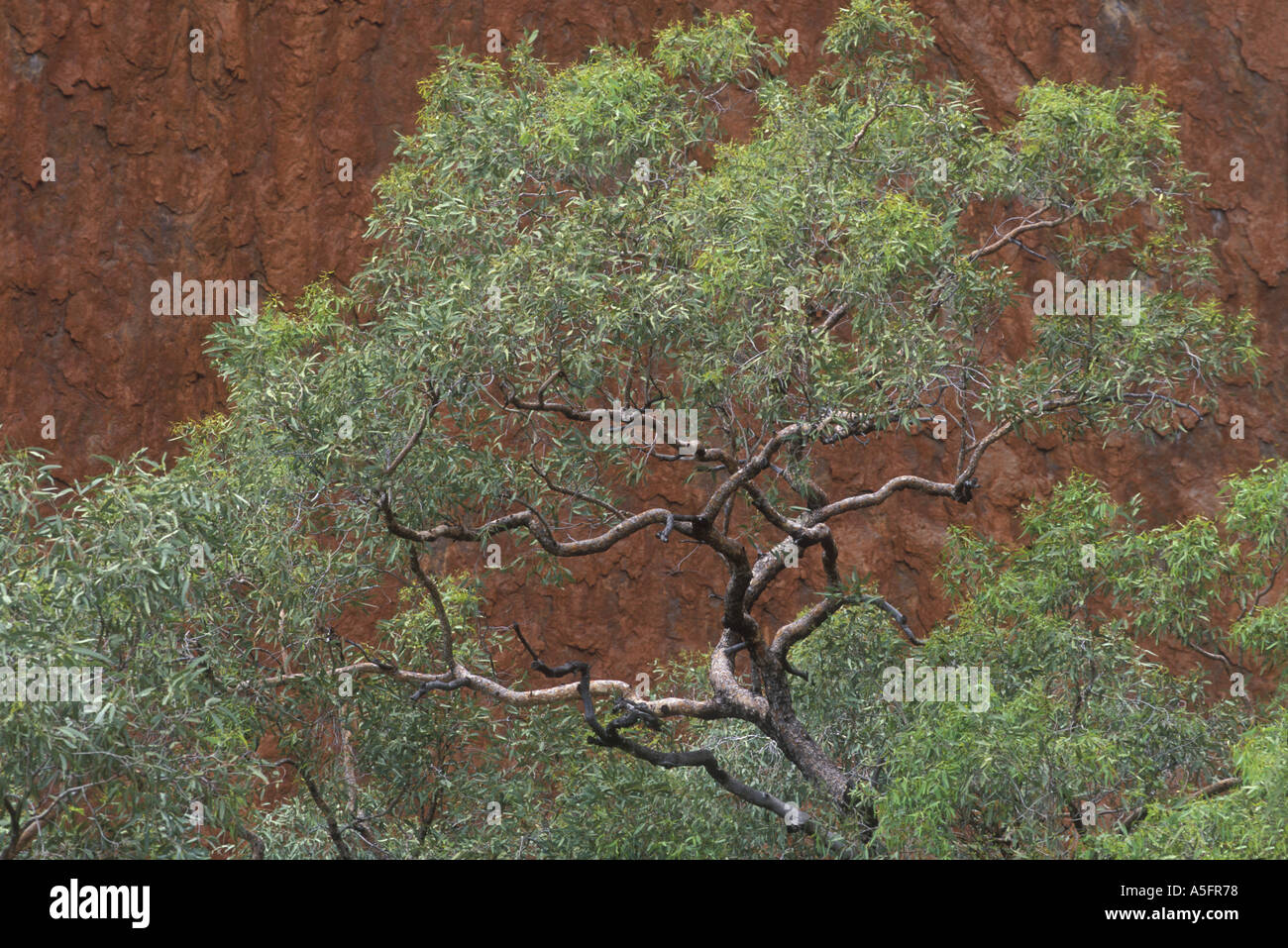 Australia Northern Territory Uluru Kata Tjuta National Park Eucalyptus ...