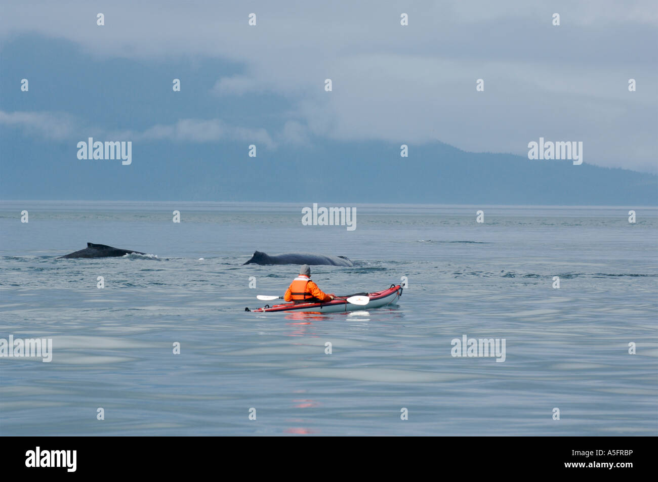 Humpback Whales and kayaker, SE - Southeast Alaska Stock Photo - Alamy