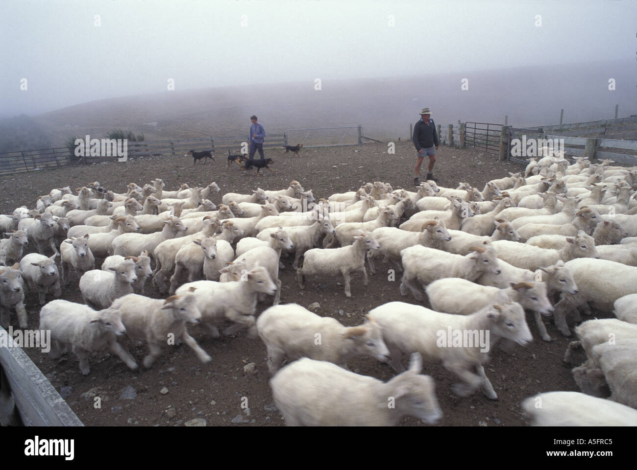 New Zealand MR Sheep herders work with flock of lambs in fog on sheep ...