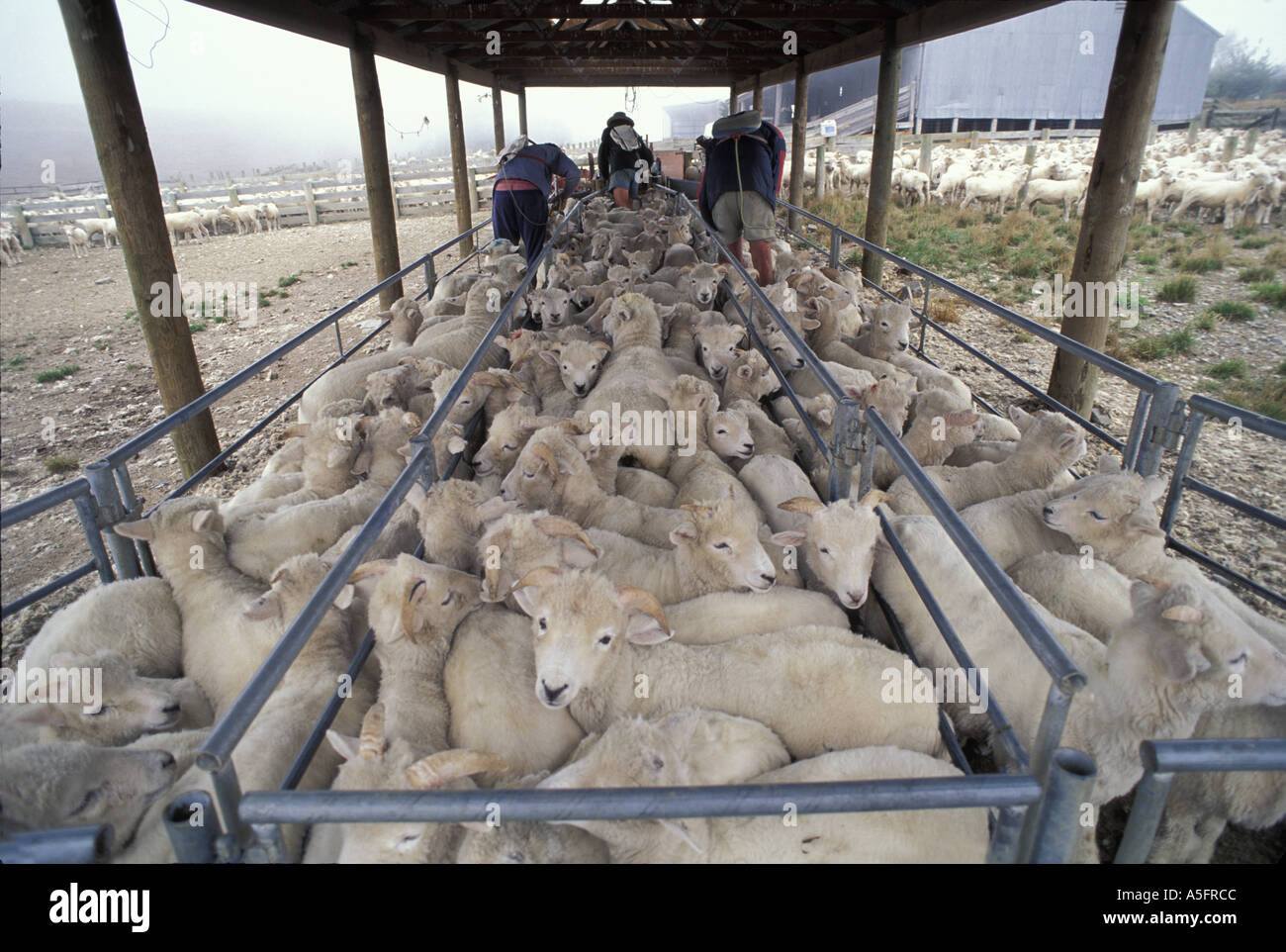 New Zealand Flock of lambs in paddock on sheep station near Geraldine ...