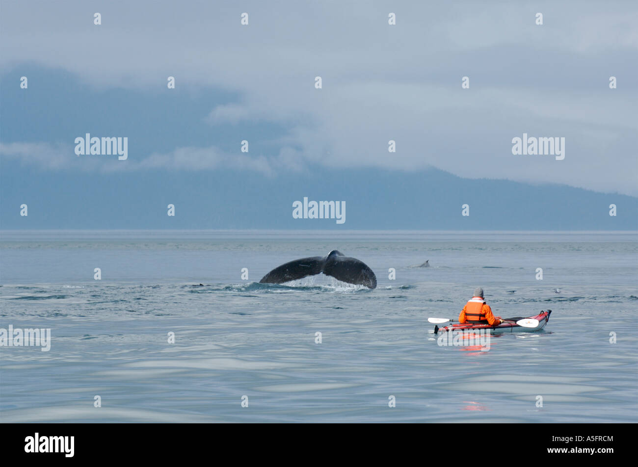 Humpback Whales and kayaker, SE - Southeast Alaska Stock Photo - Alamy