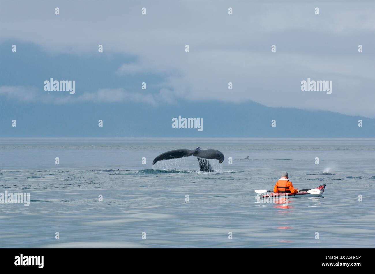 Humpback Whales and kayaker, SE - Southeast Alaska Stock Photo - Alamy
