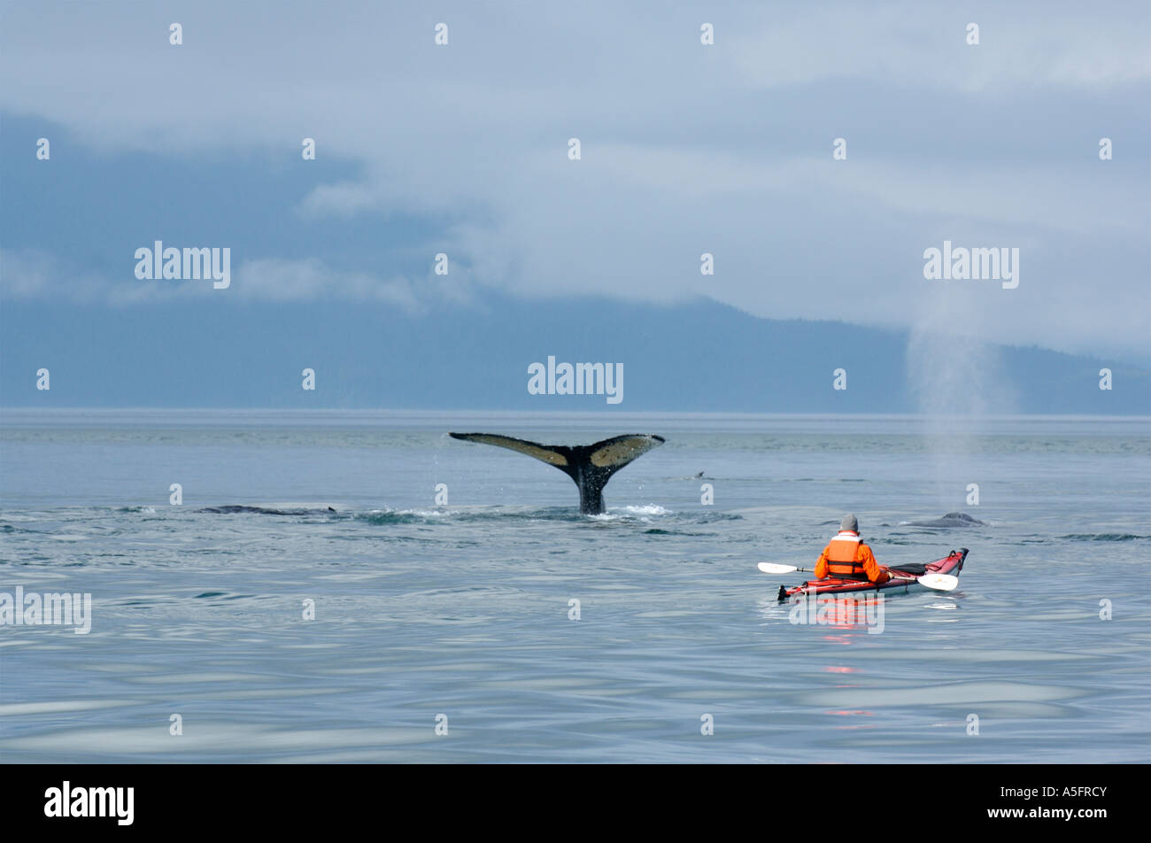 Humpback Whales and kayaker, SE - Southeast Alaska Stock Photo - Alamy