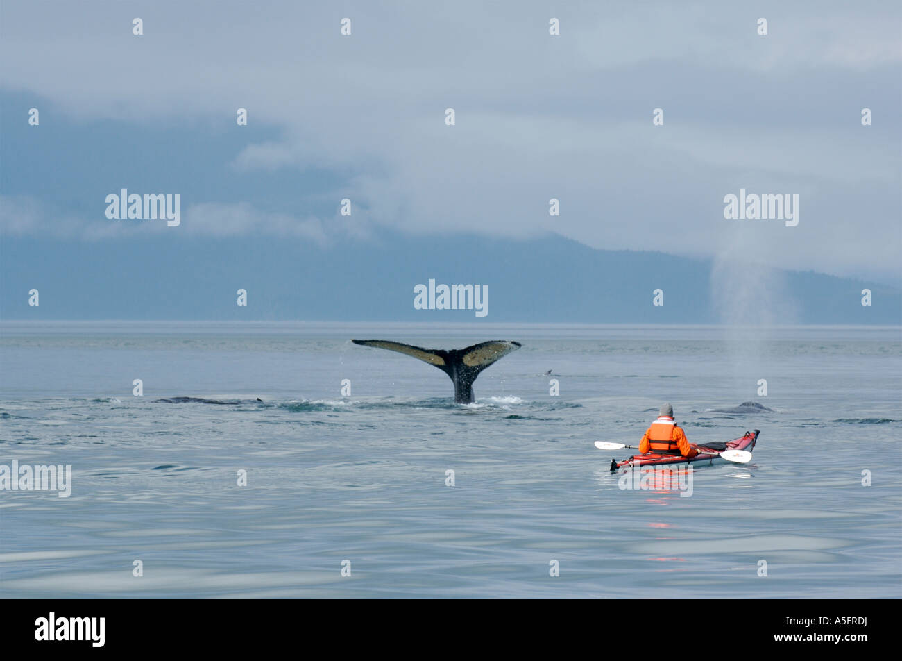 Humpback Whales and kayaker, SE - Southeast Alaska Stock Photo - Alamy