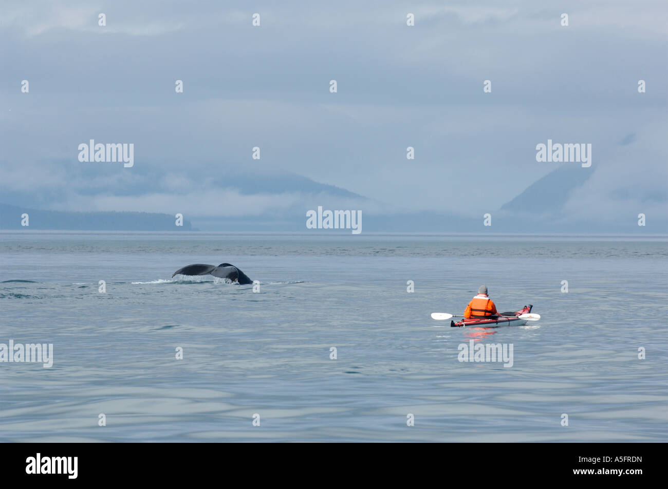 Humpback Whales and kayaker, SE - Southeast Alaska Stock Photo - Alamy