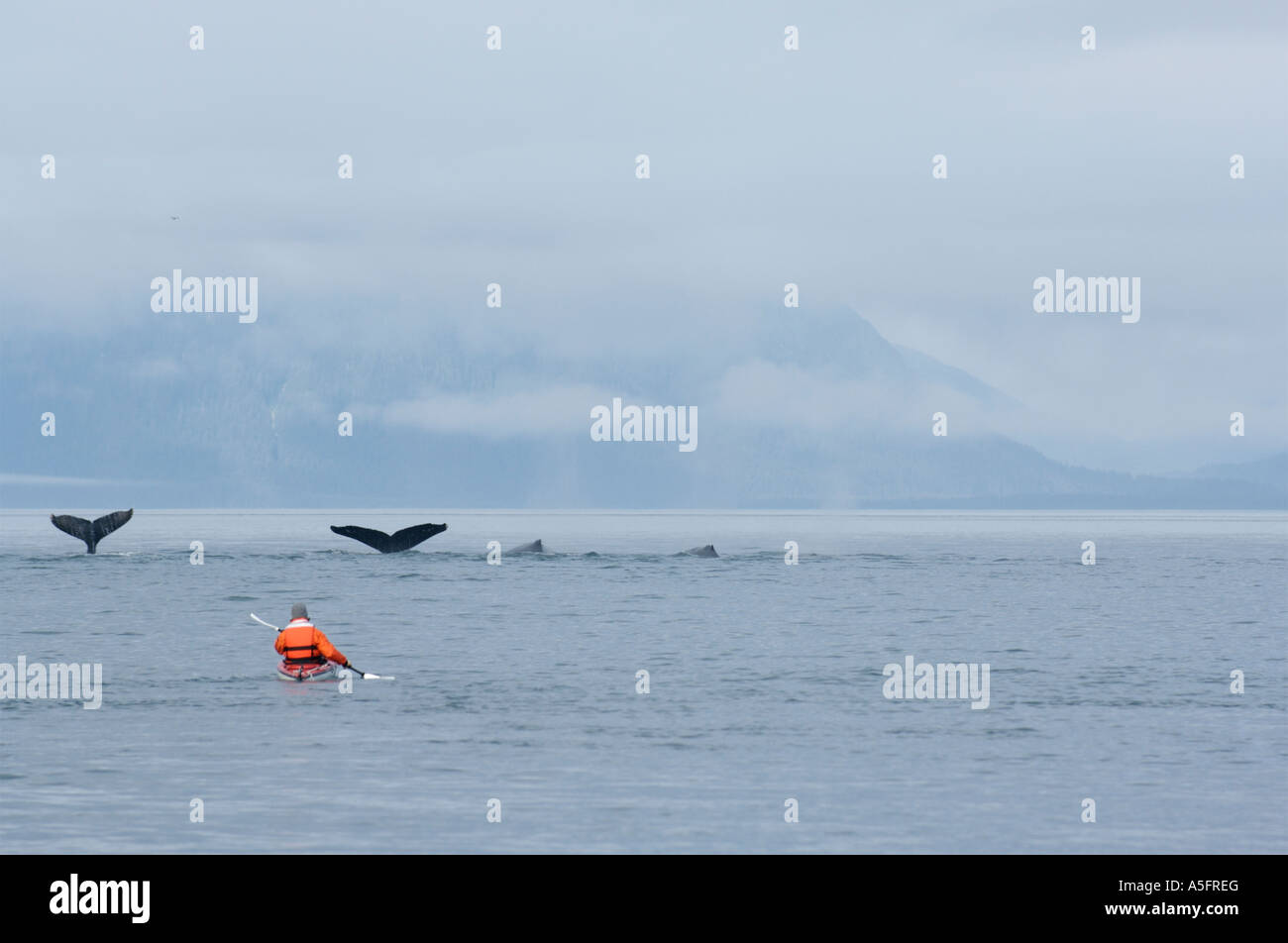 Humpback Whales and kayaker, SE - Southeast Alaska Stock Photo - Alamy