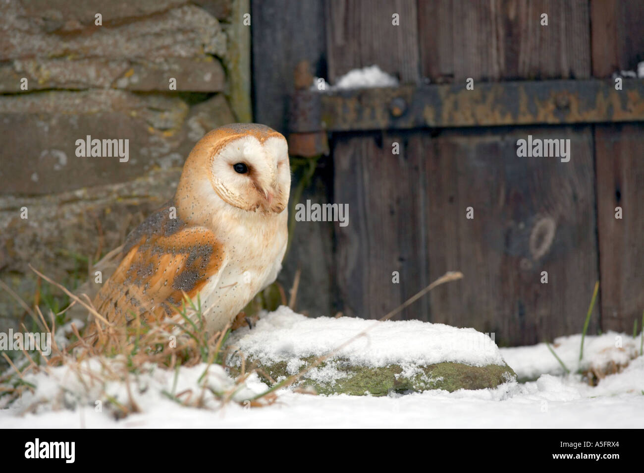 European Barn Owl (Tyto alba) standing in snow Stock Photo - Alamy