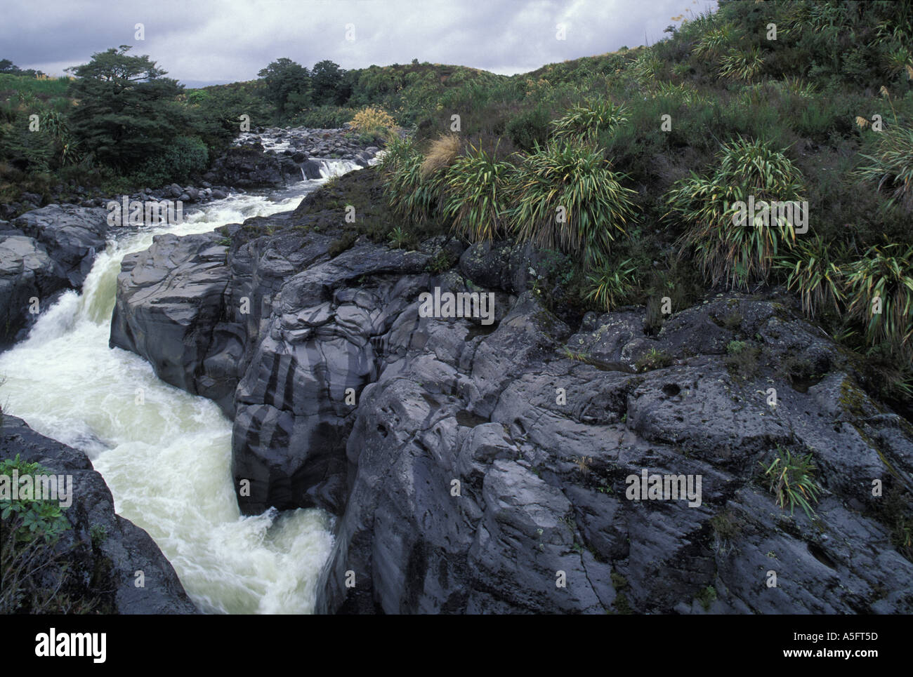 Mahuia river hi-res stock photography and images - Alamy