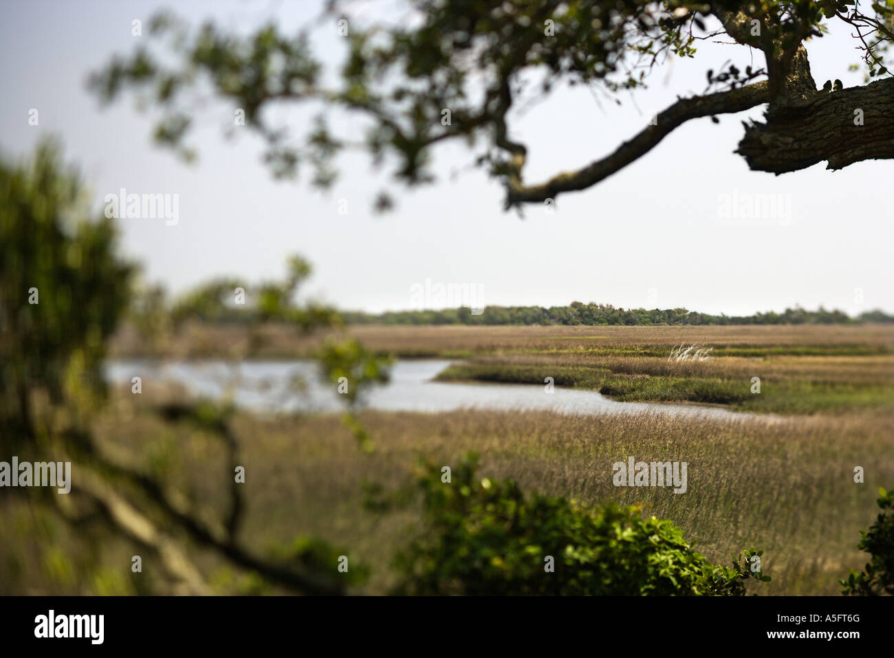 Marsh landscape on Bald Head Island North Carolina Stock Photo - Alamy
