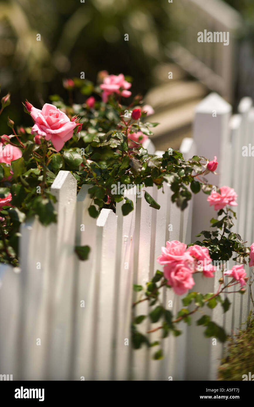 Pink roses growing over white picket fence Stock Photo - Alamy