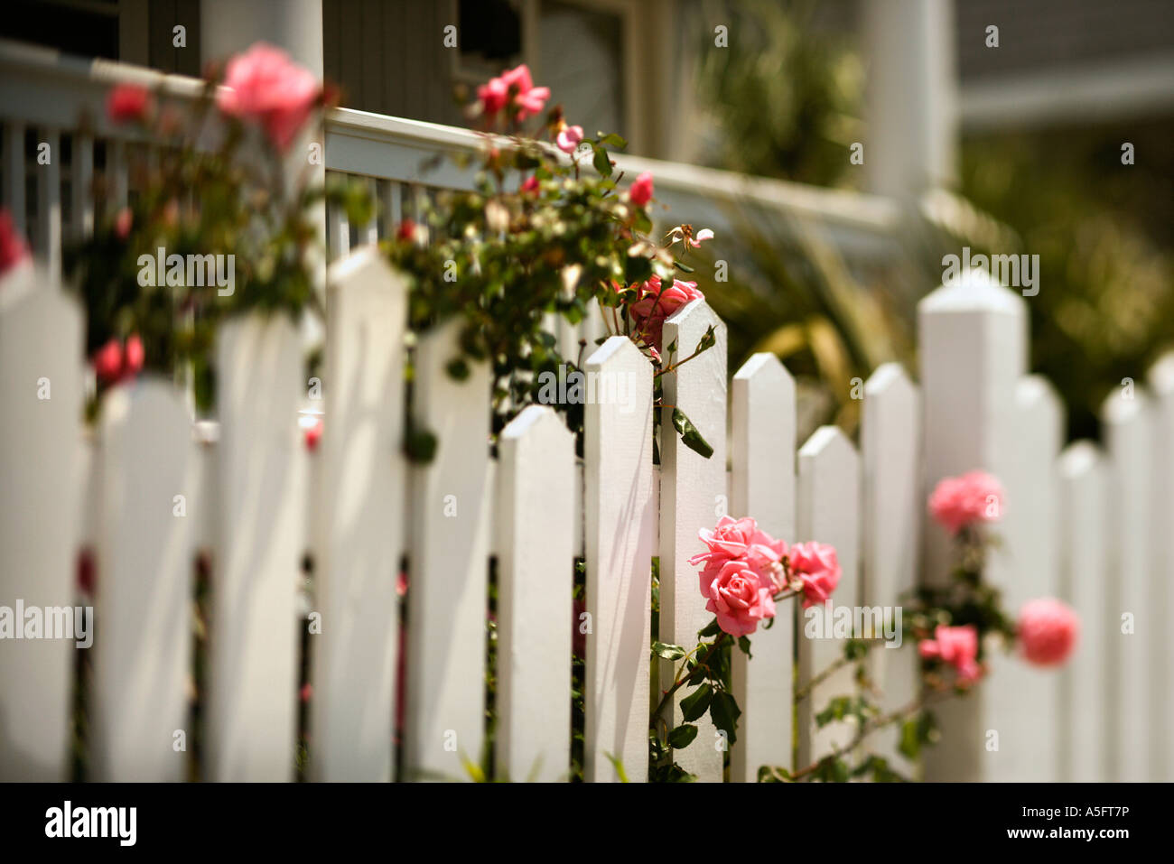 Pink roses growing over white picket fence Stock Photo - Alamy