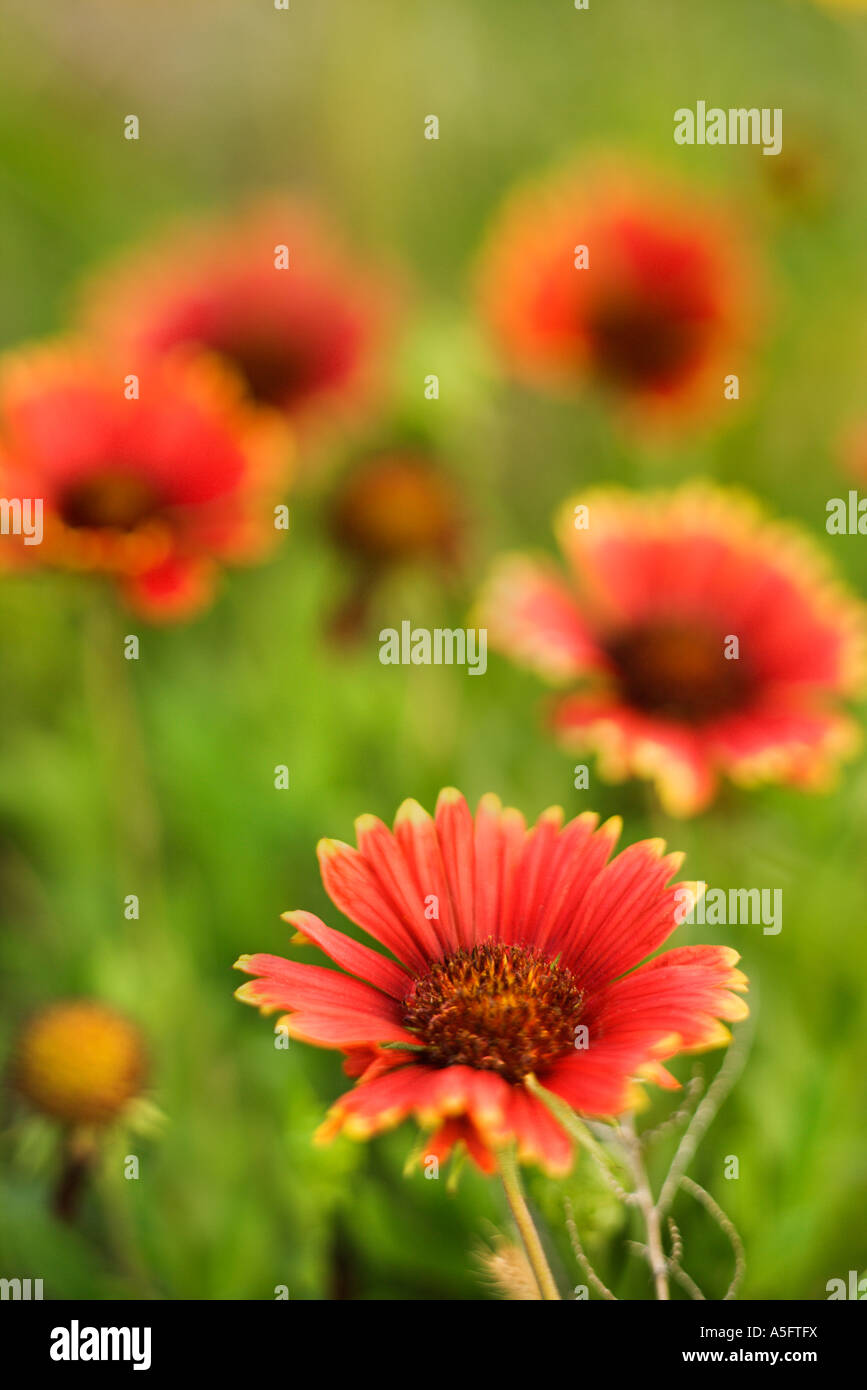 Red and yellow flowers growing wild Stock Photo - Alamy