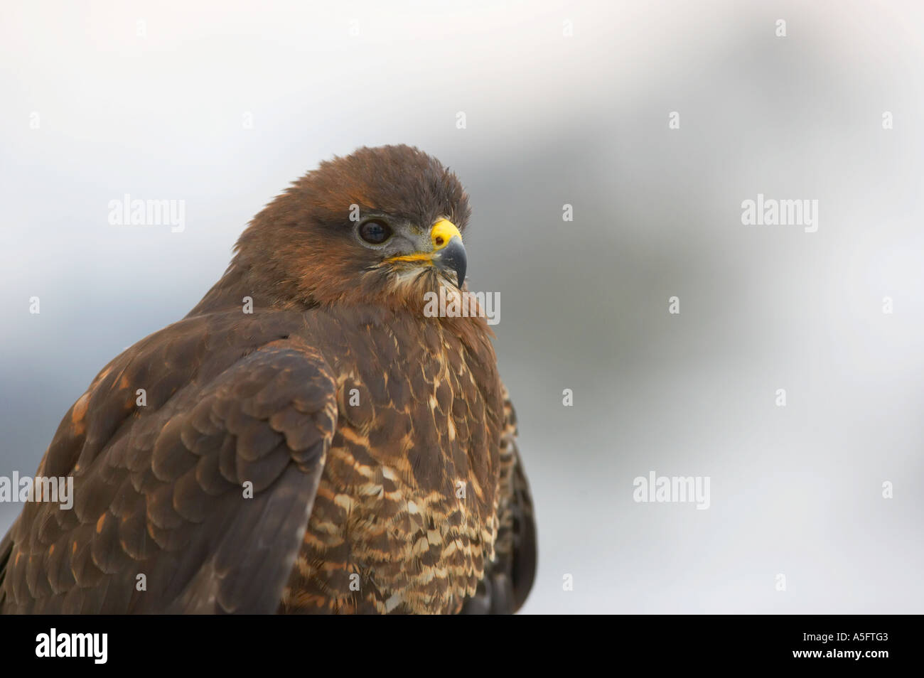 British buzzards hi-res stock photography and images - Alamy