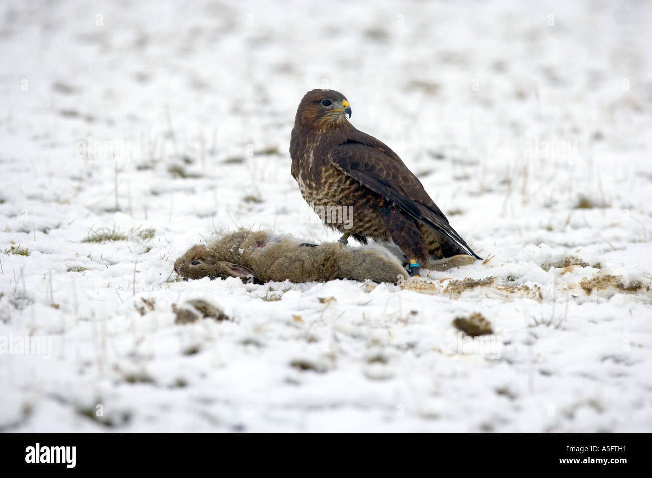 Dead rabbit hi-res stock photography and images - Alamy