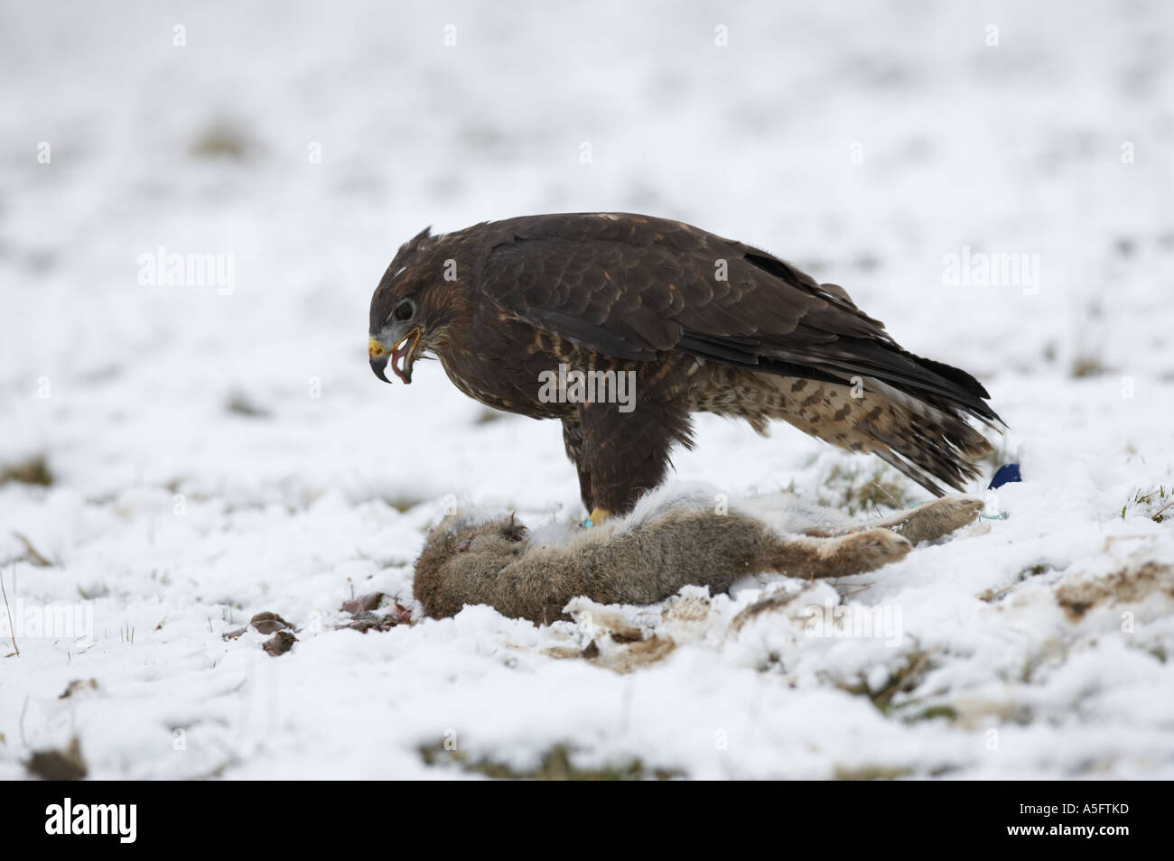 Dead rabbit hi-res stock photography and images - Alamy