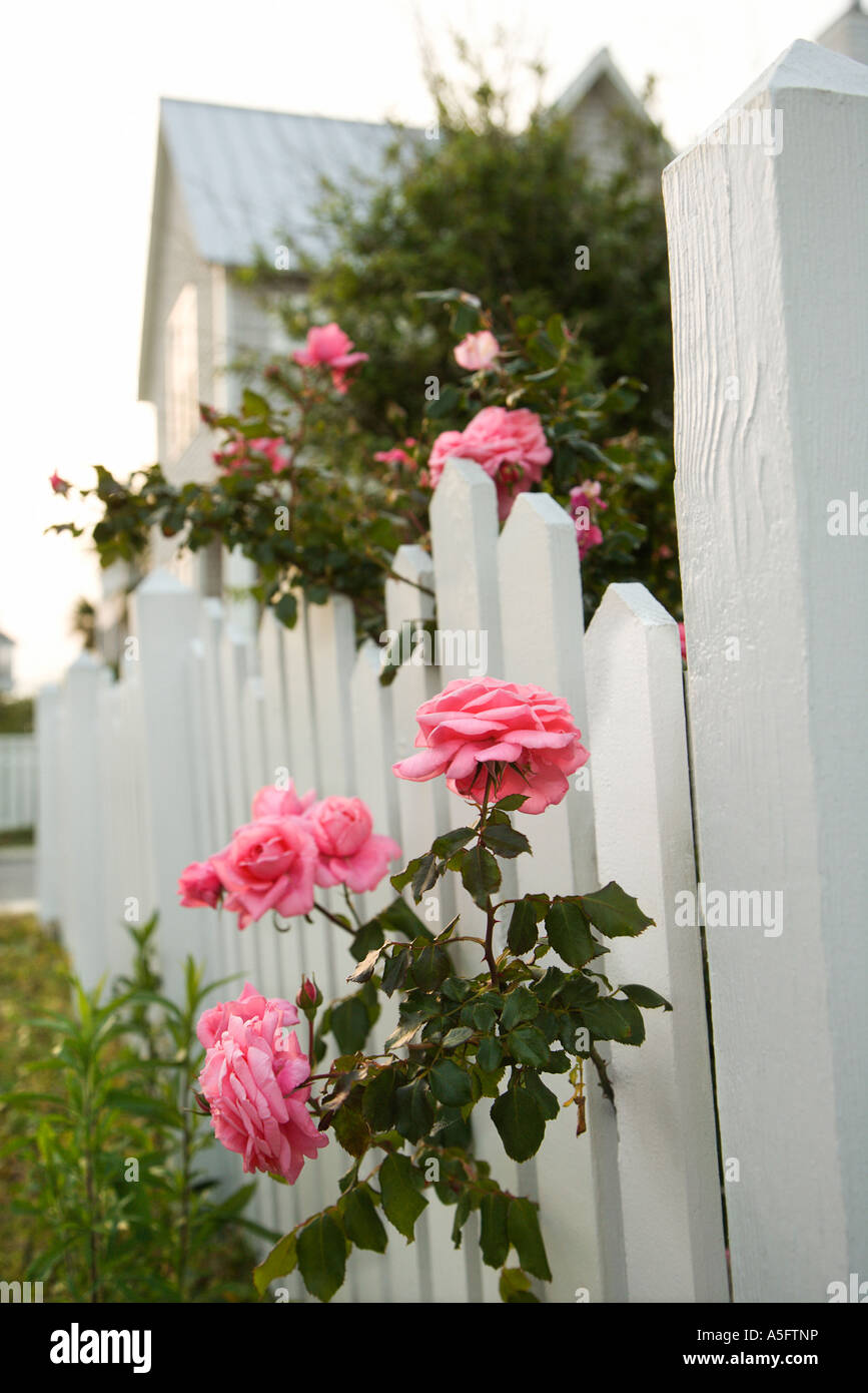 Pink roses growing over white picket fence Stock Photo - Alamy