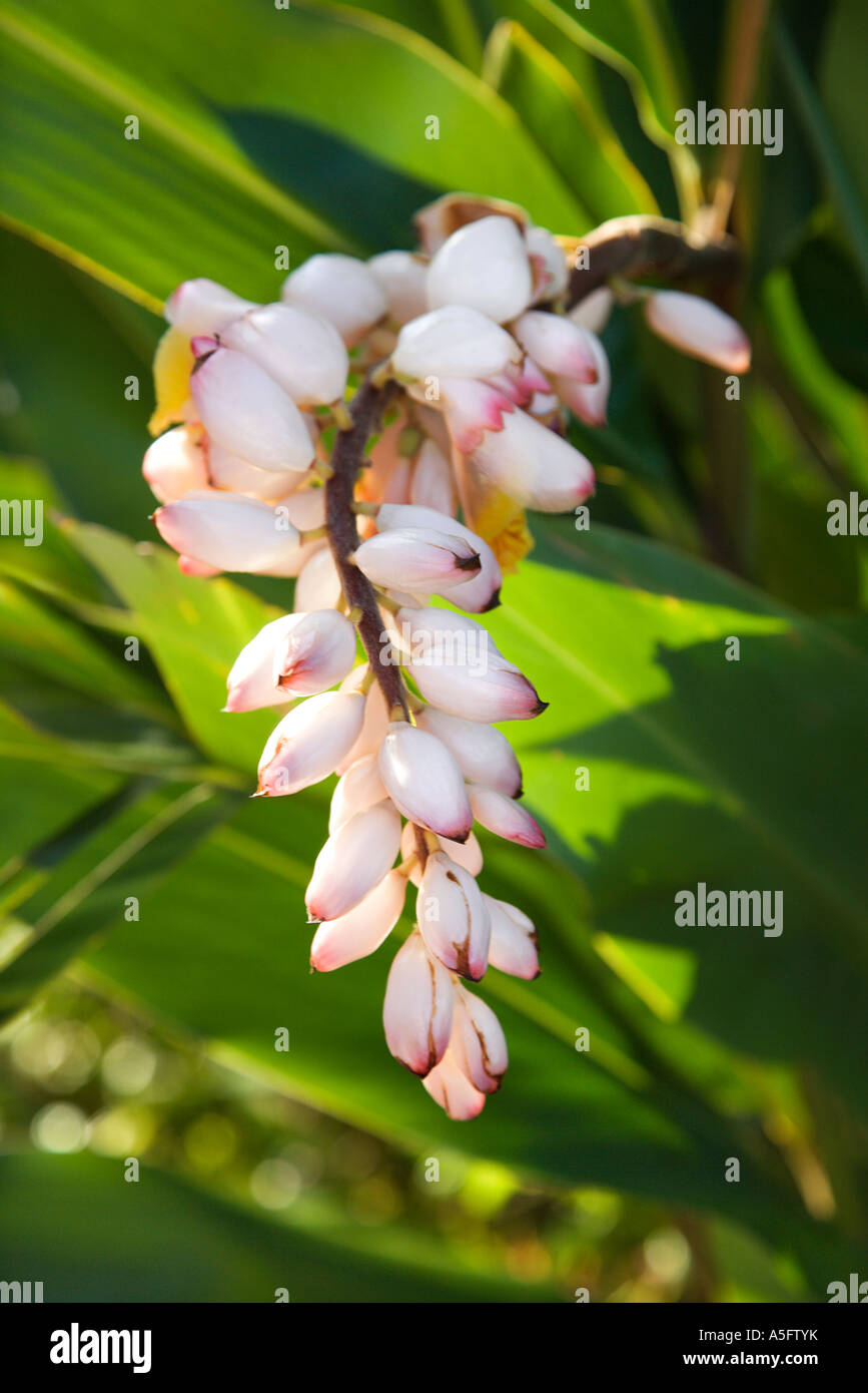 Ginger flower on plant in Maui Hawaii Stock Photo - Alamy