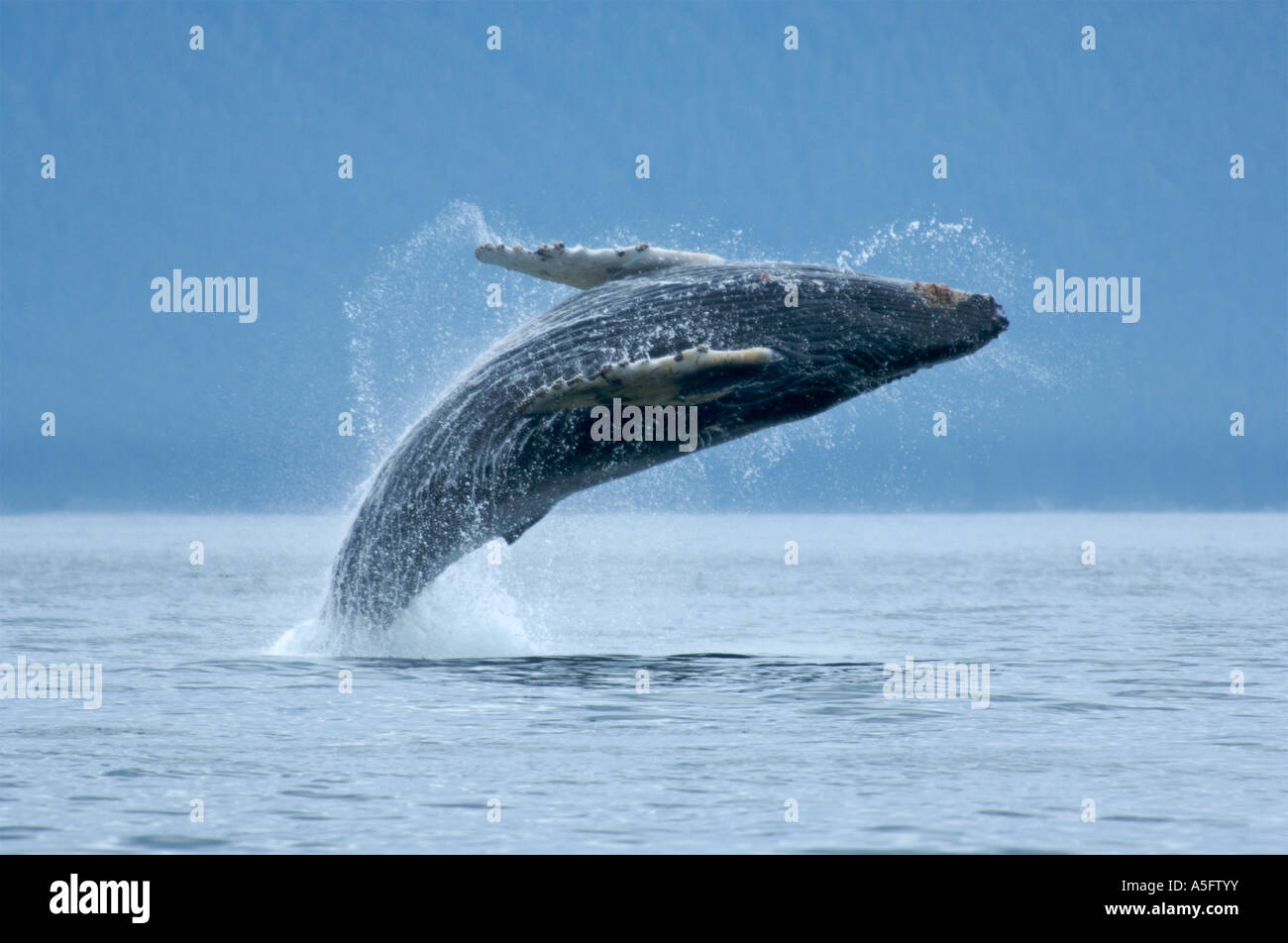 A humpback whale shows full body suspended above the water, after a ...