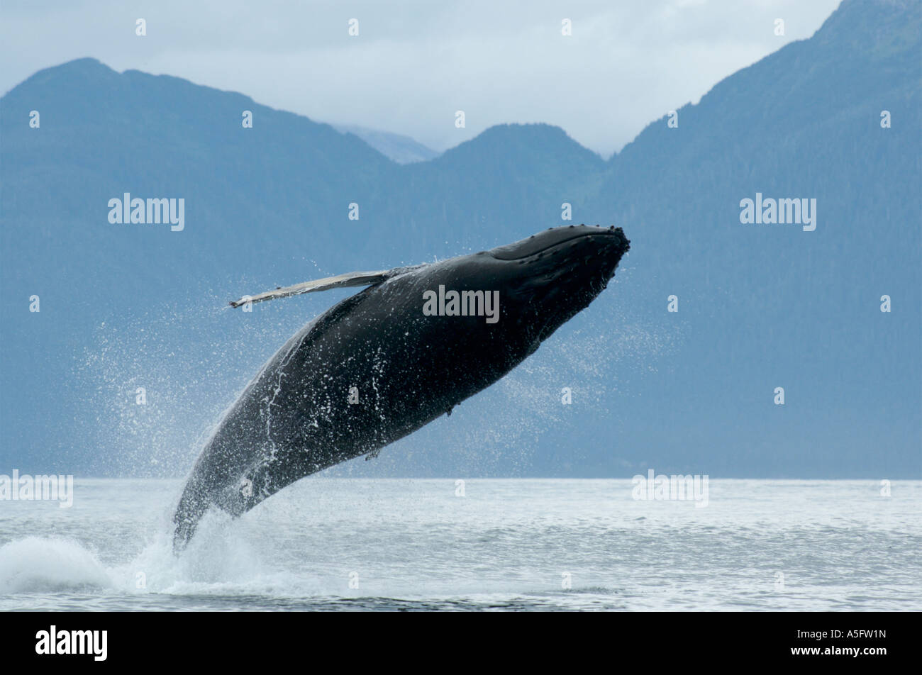 A humpback whale enjoys breaching in the chilled waters of SE ...