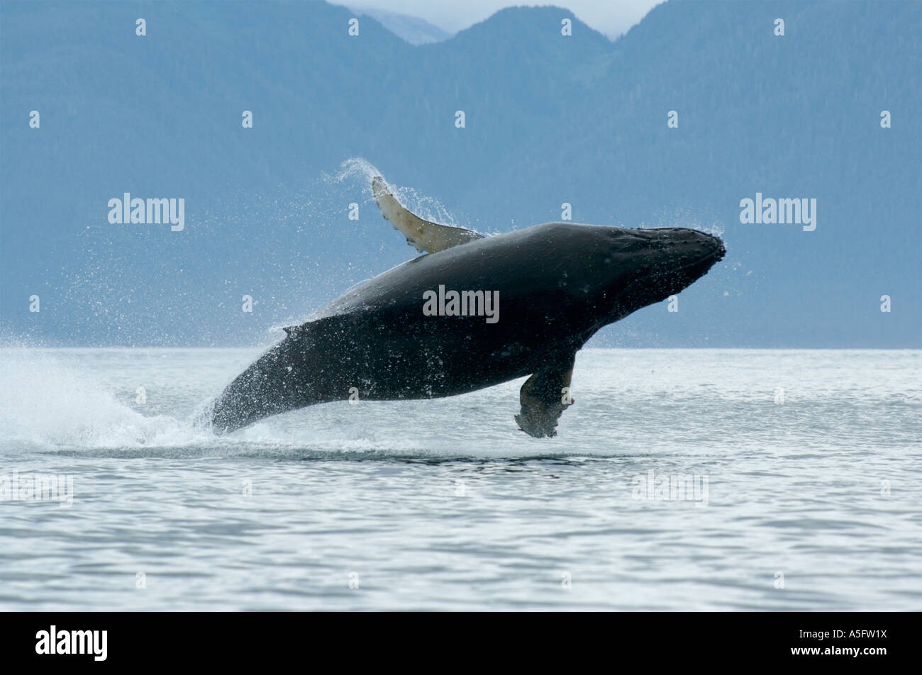 A humpback whale enjoys breaching in the chilled waters of SE ...