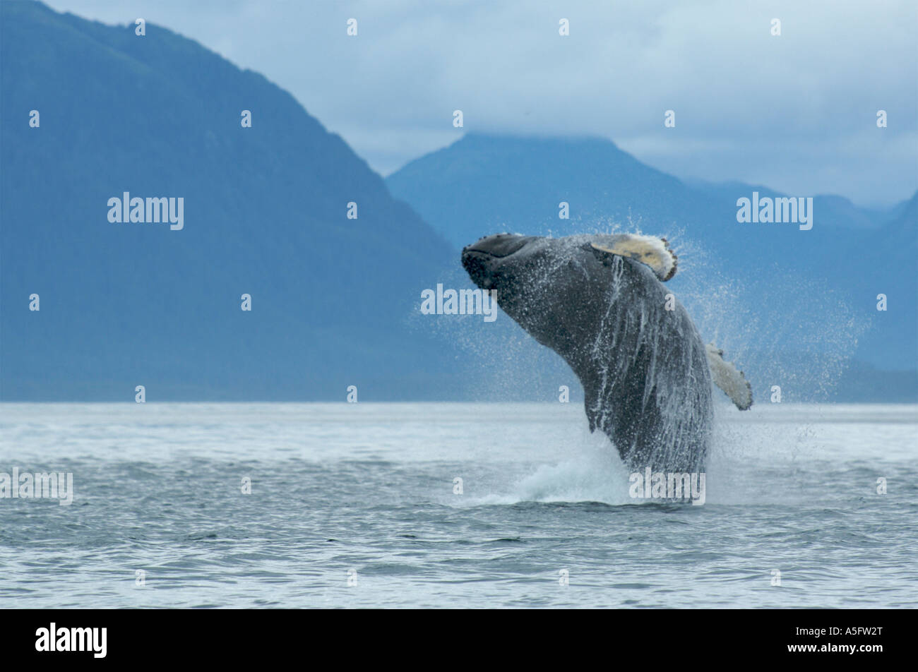 A humpback whale enjoys breaching in the chilled waters of SE ...