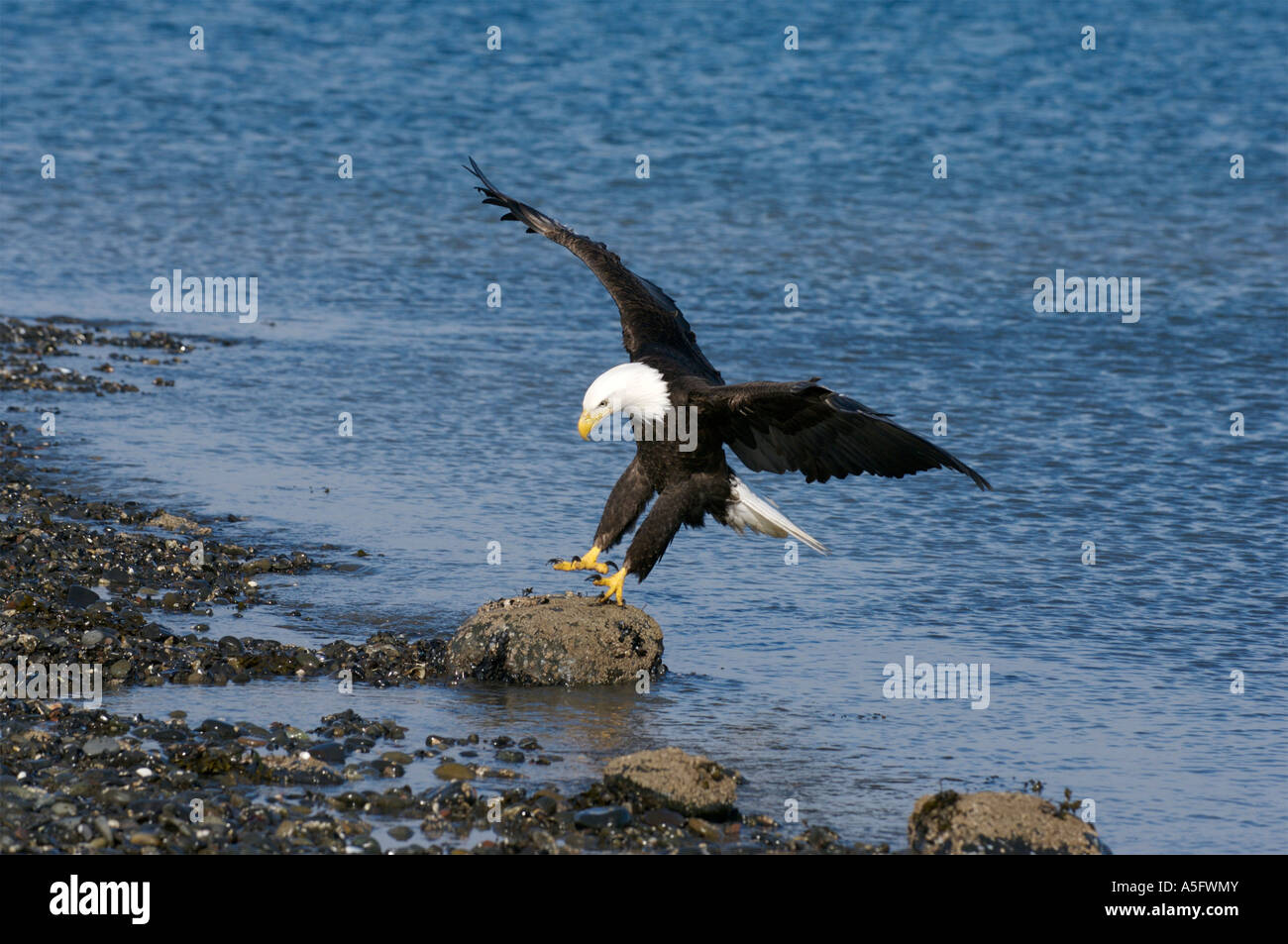 Bald Eagle, Alaska's Coast Stock Photo - Alamy