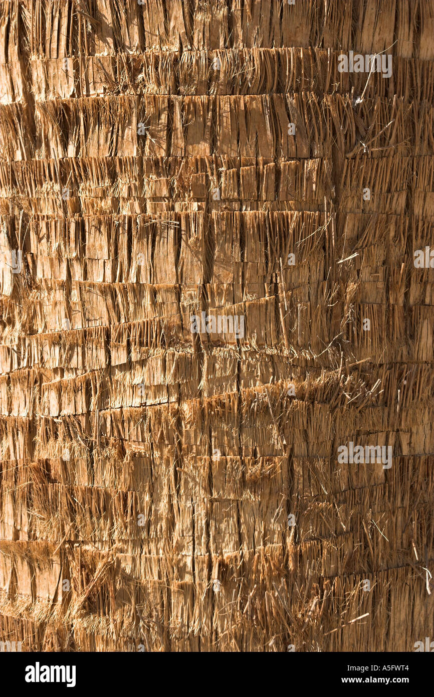 Bark of Palm Tree Stock Photo - Alamy