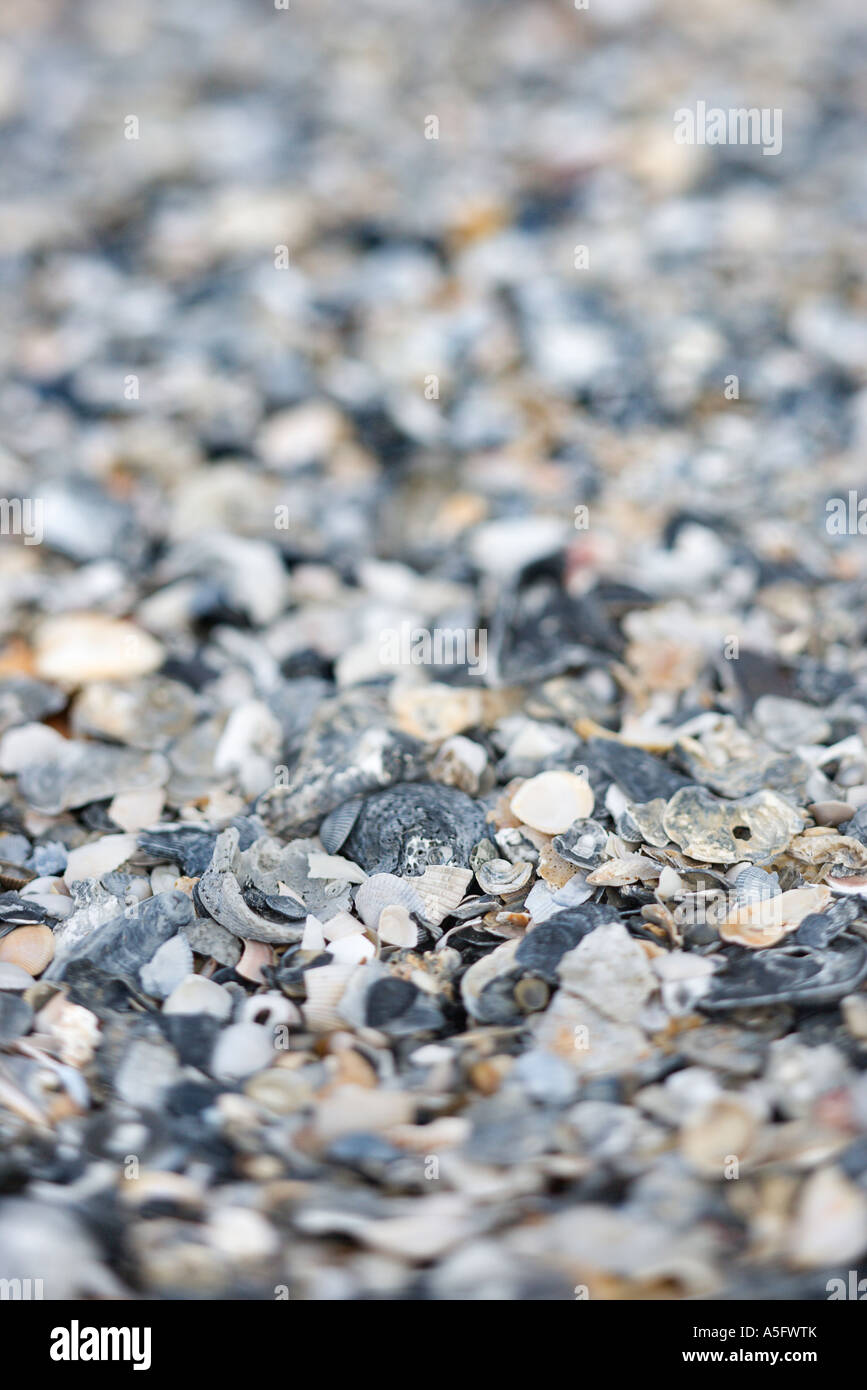 Mixed and broken sea shells Stock Photo - Alamy