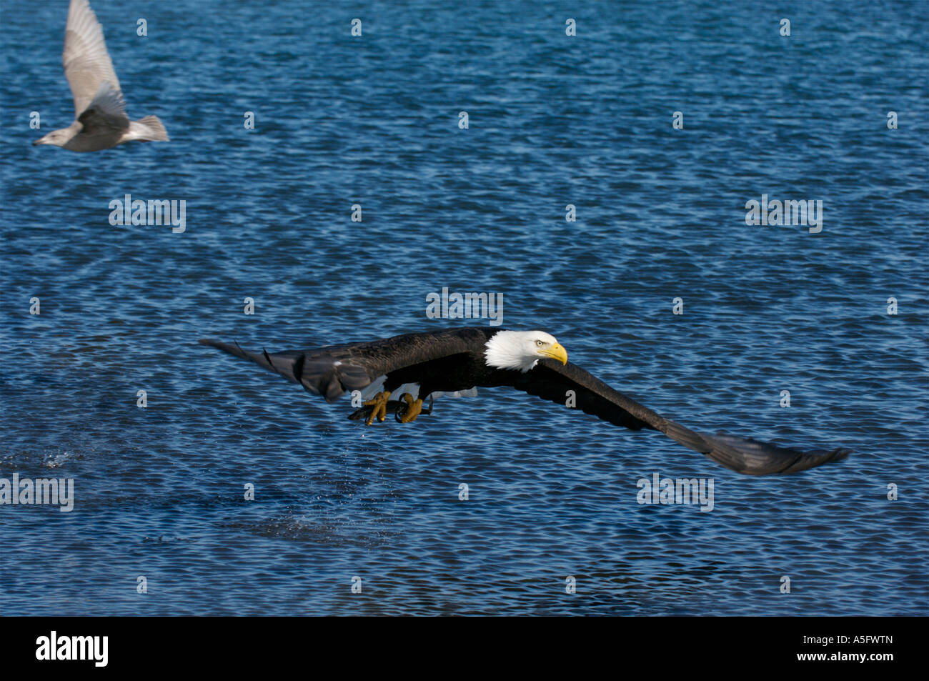 Bald Eagle, Alaska's Coast Stock Photo - Alamy