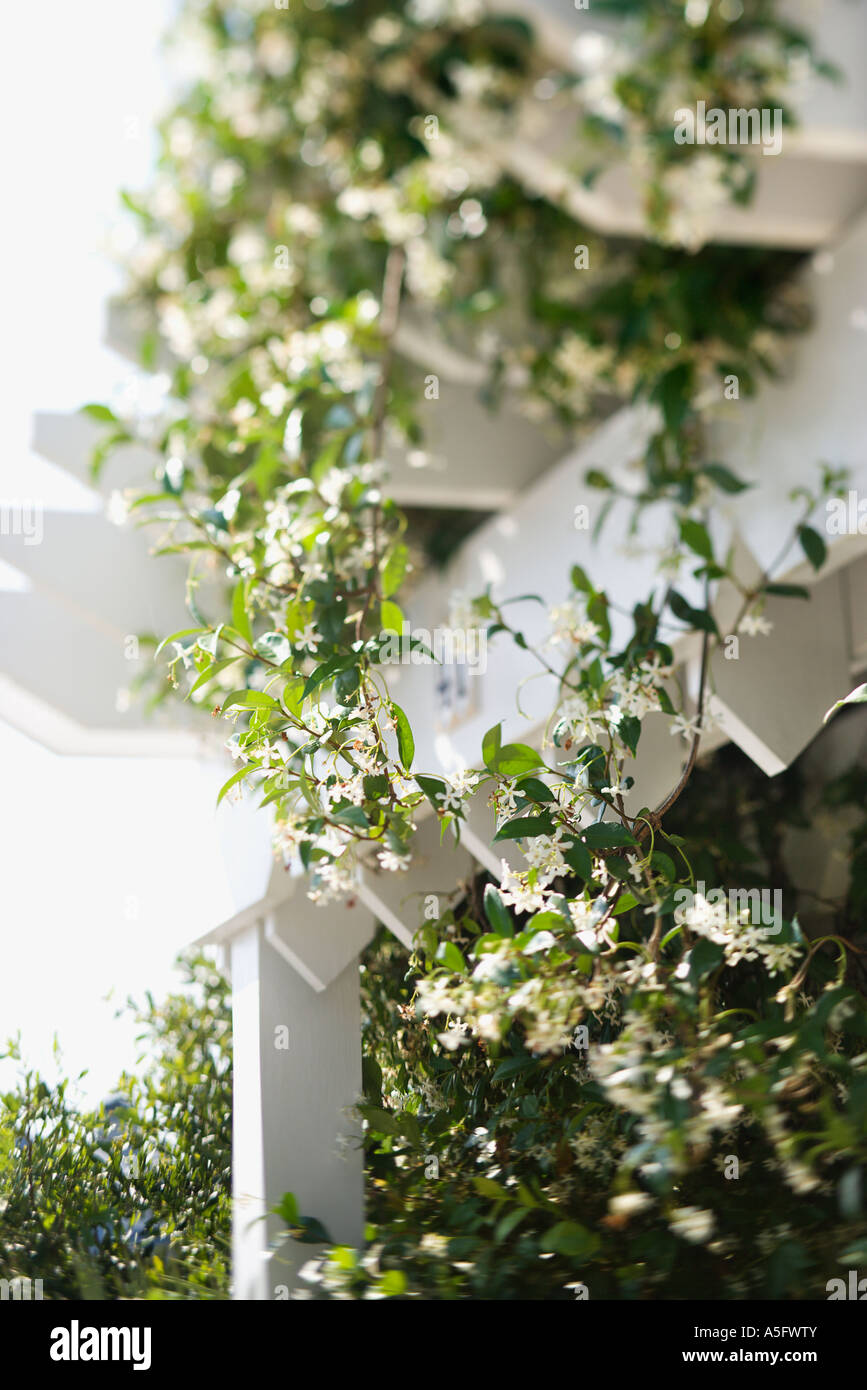 Flowering vine growing on white trellis Stock Photo - Alamy