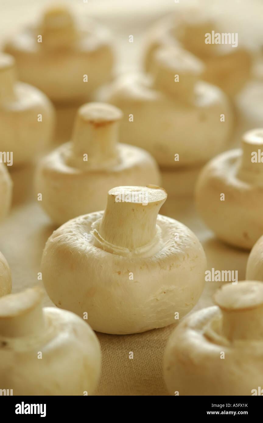Button Mushrooms. Closeup Stock Photo - Alamy