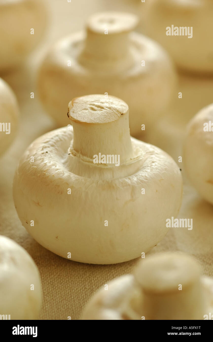 White button mushrooms on hi-res stock photography and images - Alamy