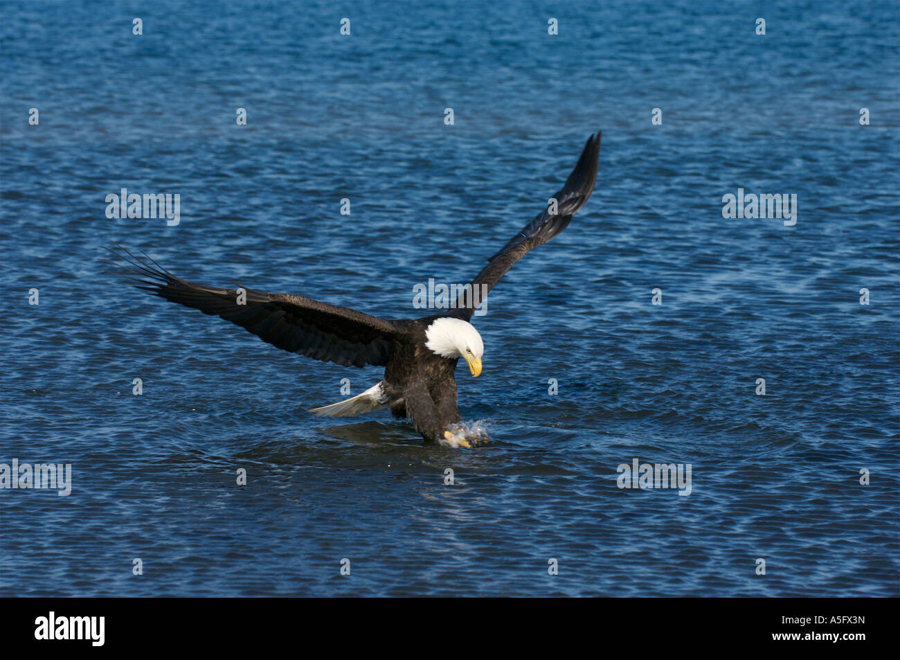 Bald Eagle, Alaska's Coast Stock Photo - Alamy