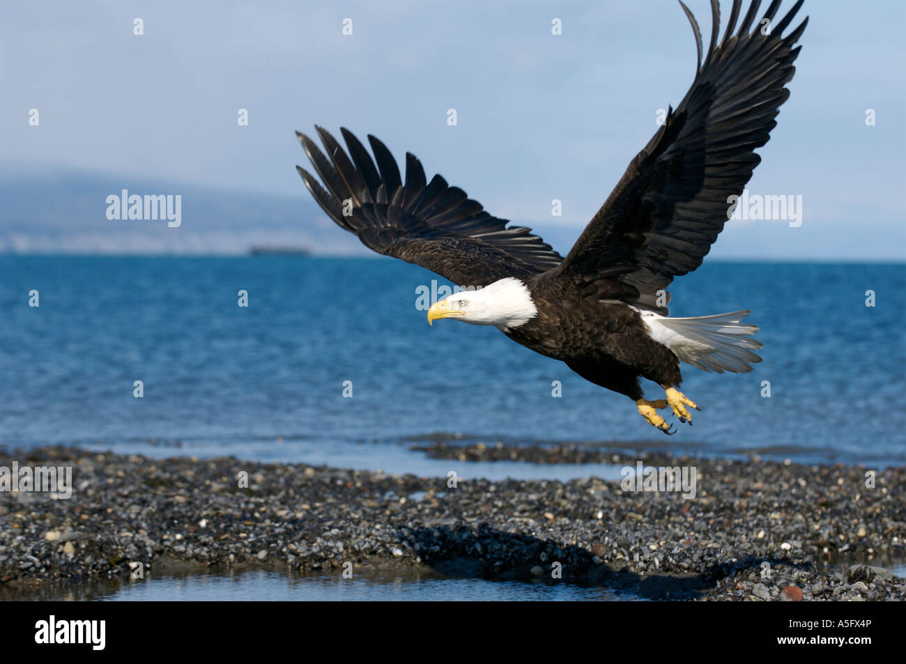 Bald Eagle, Alaska's Coast Stock Photo - Alamy