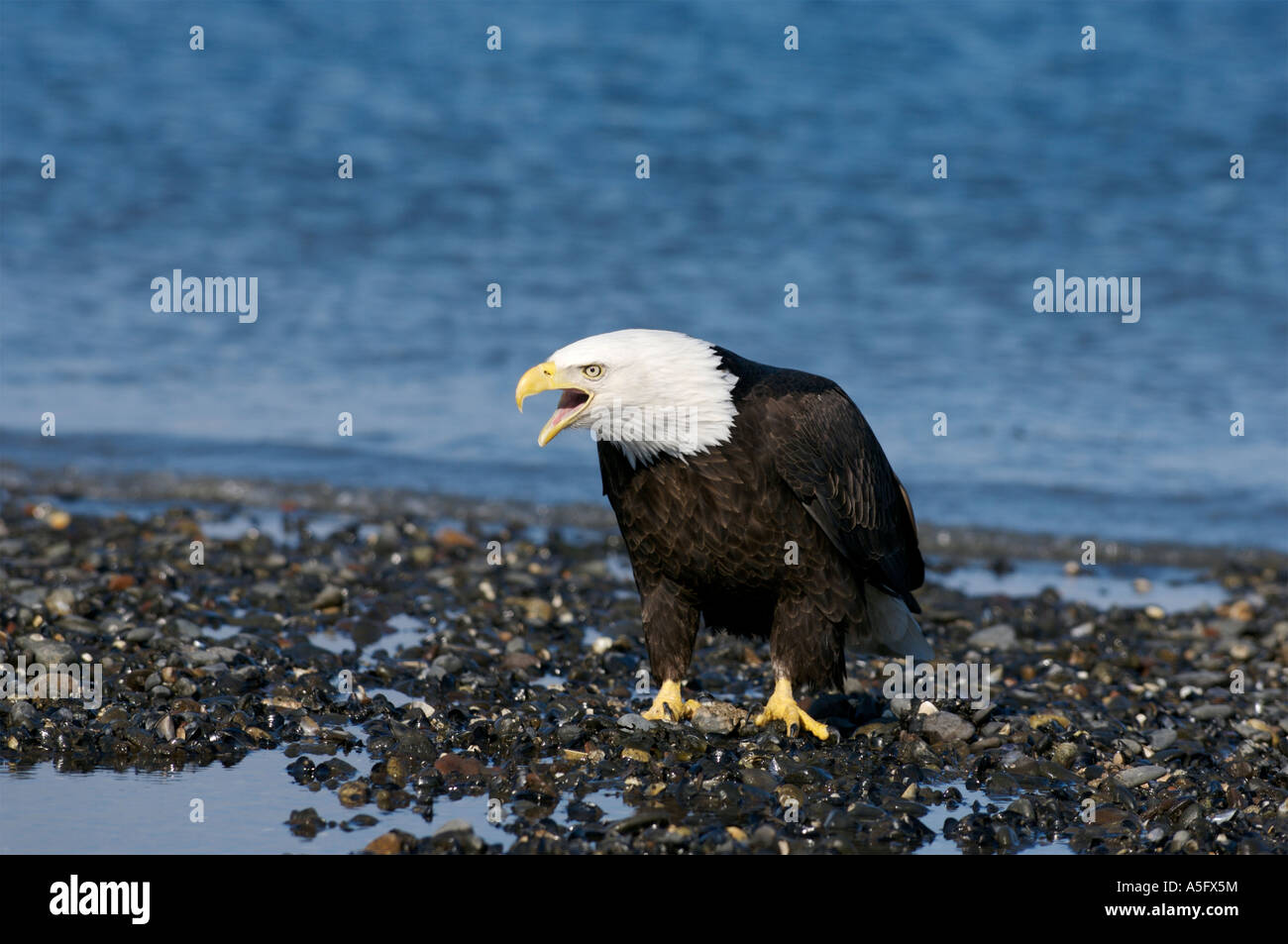 Bald Eagle, Alaska's Coast Stock Photo - Alamy
