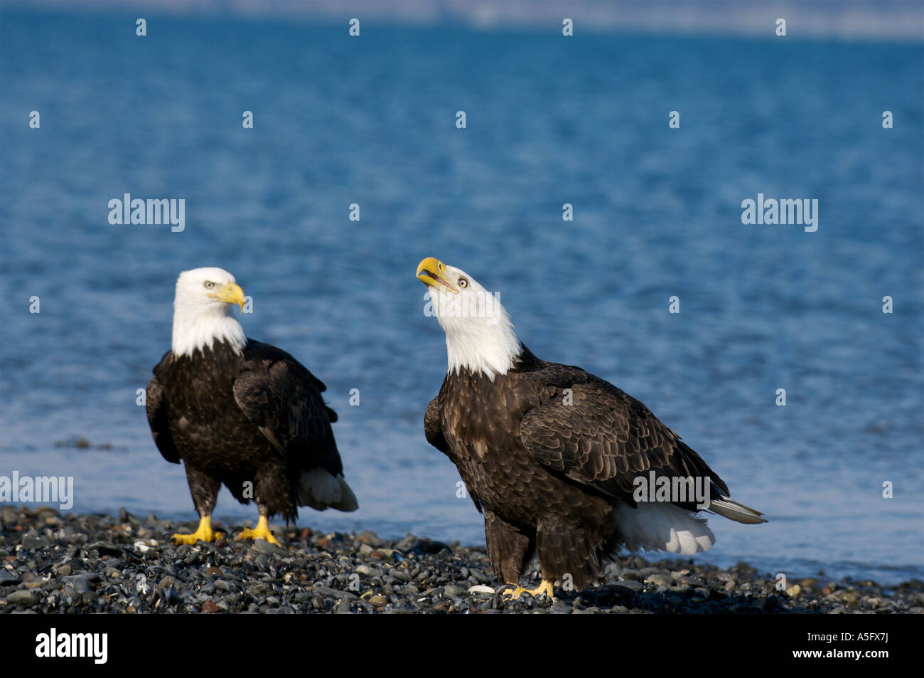 Bald Eagle, Alaska's Coast Stock Photo - Alamy