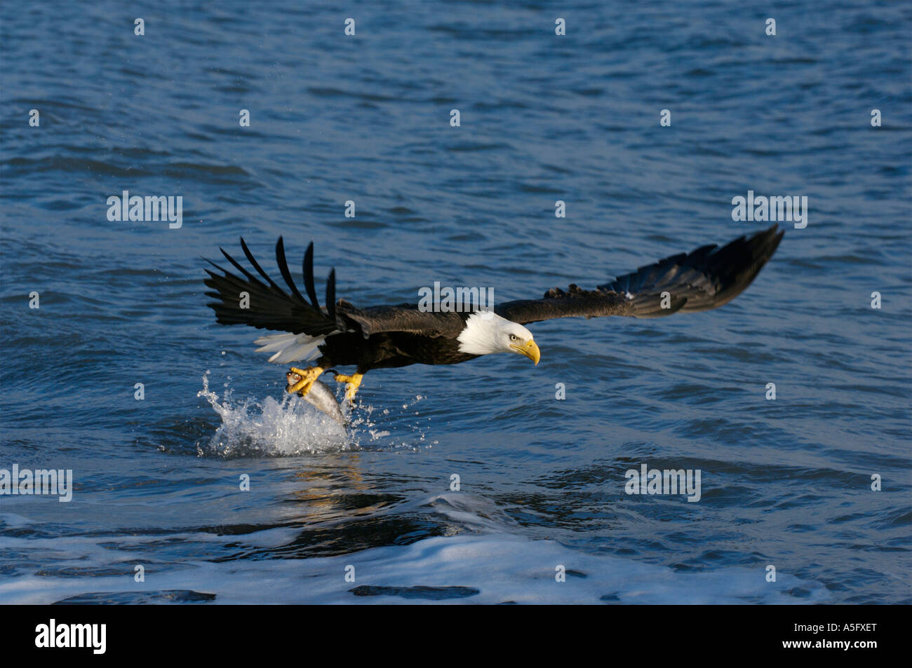 Bald Eagle, Alaska's Coast Stock Photo - Alamy