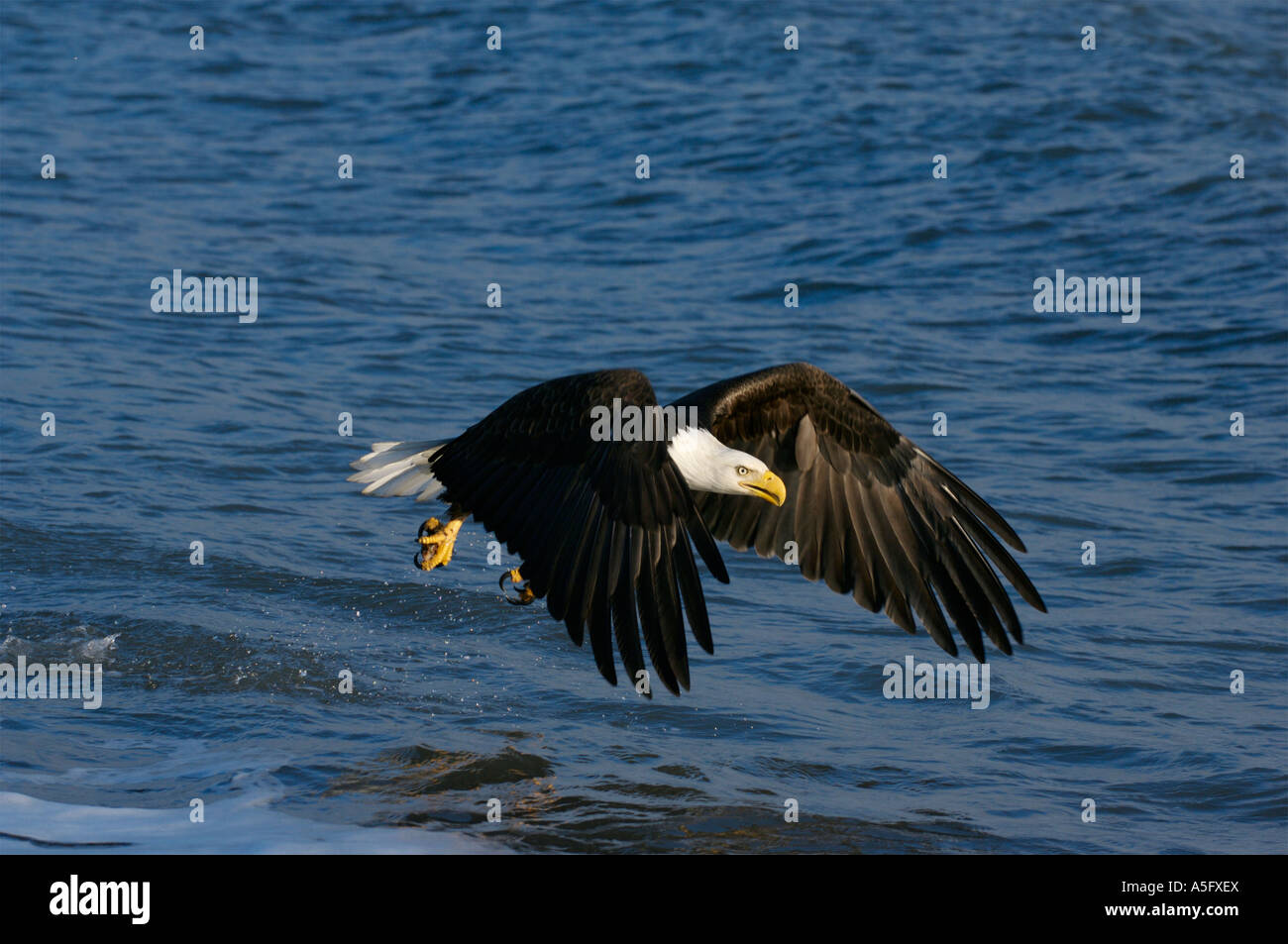 Bald Eagle, Alaska's Coast Stock Photo - Alamy