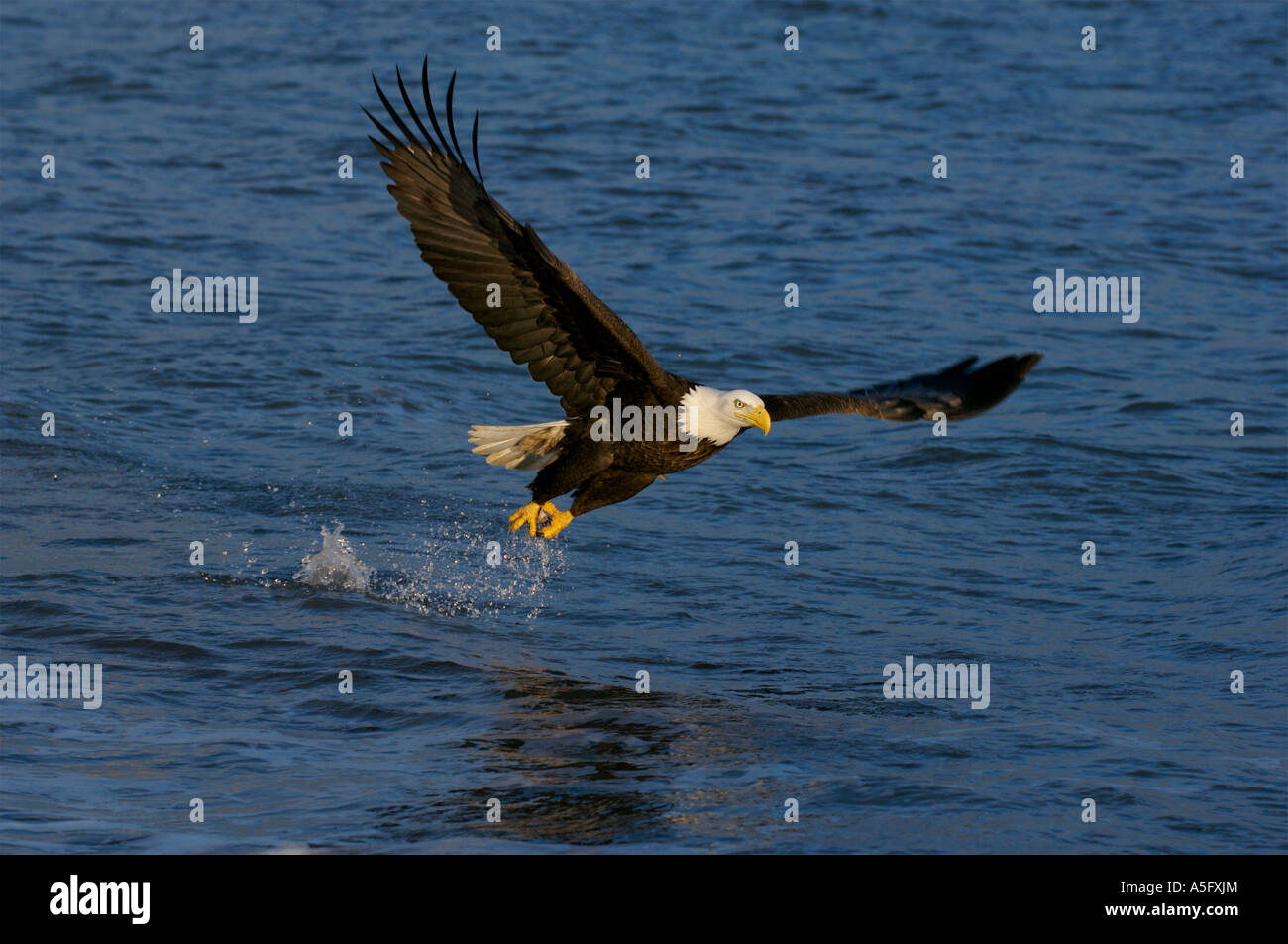 Bald Eagle, Alaska's Coast Stock Photo - Alamy