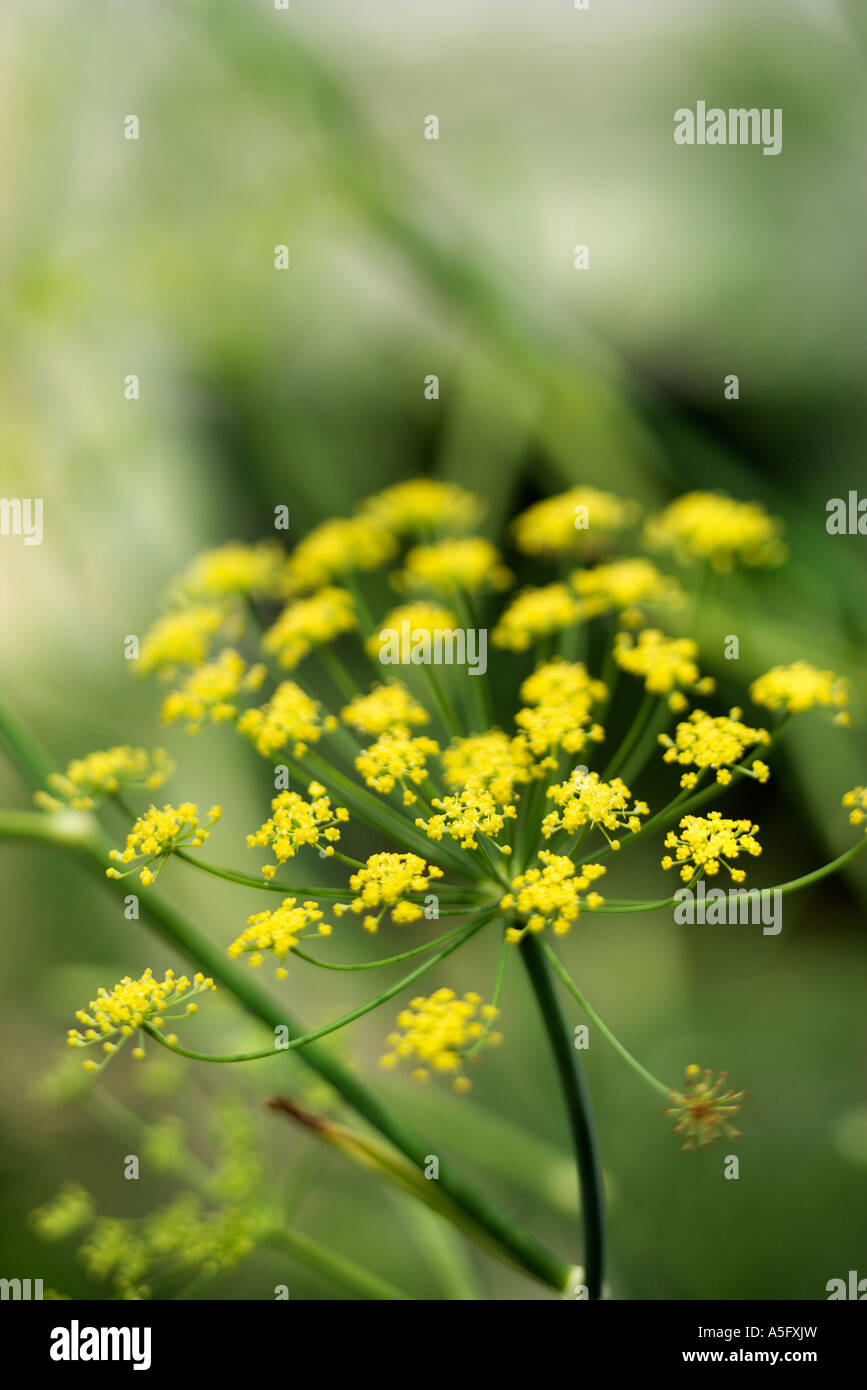 Yellow cluster bloom on plant Stock Photo - Alamy