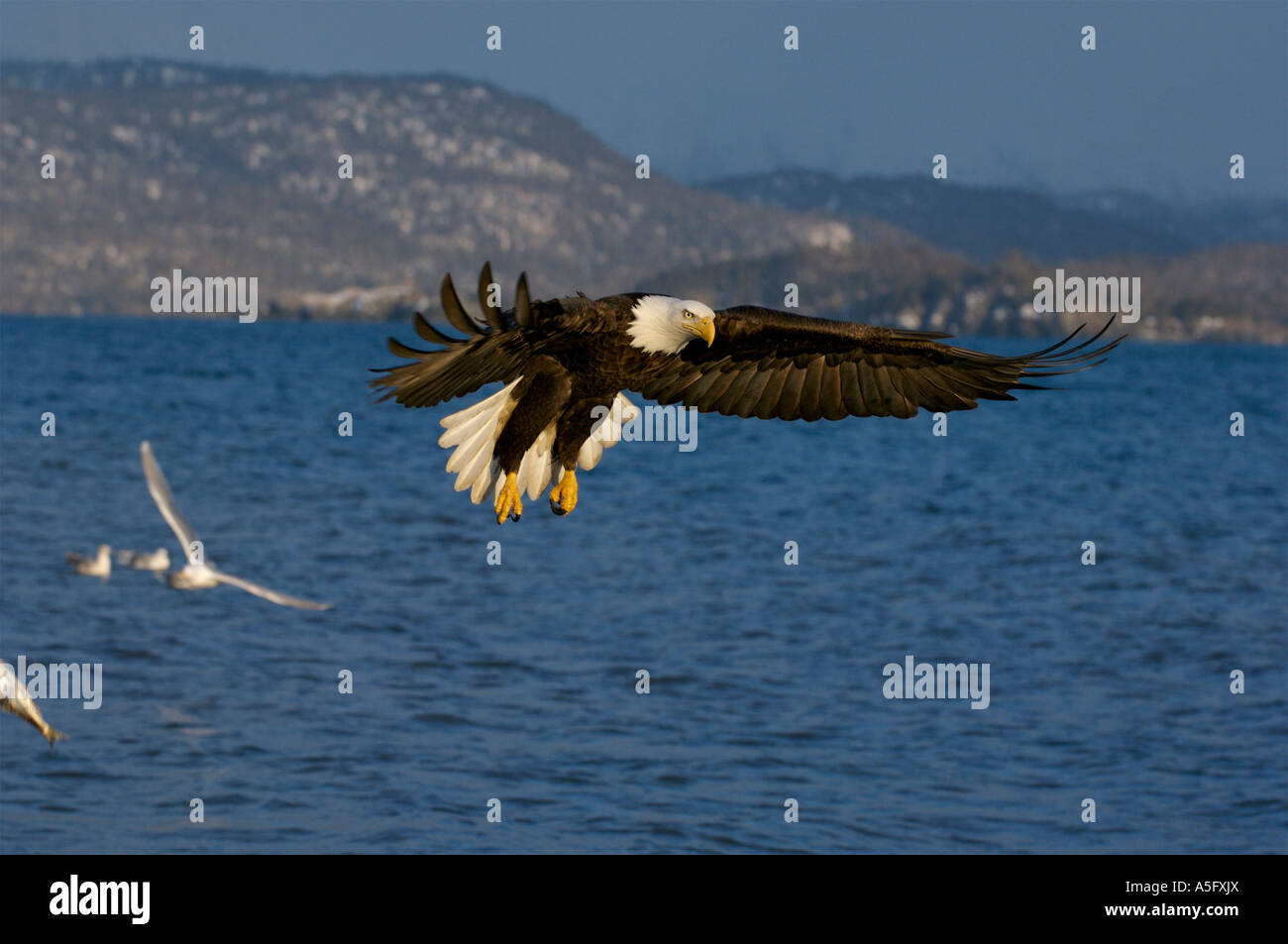 Bald Eagle, Alaska's Coast Stock Photo - Alamy