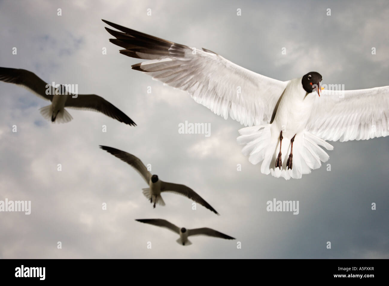 Seagulls in flight Stock Photo - Alamy