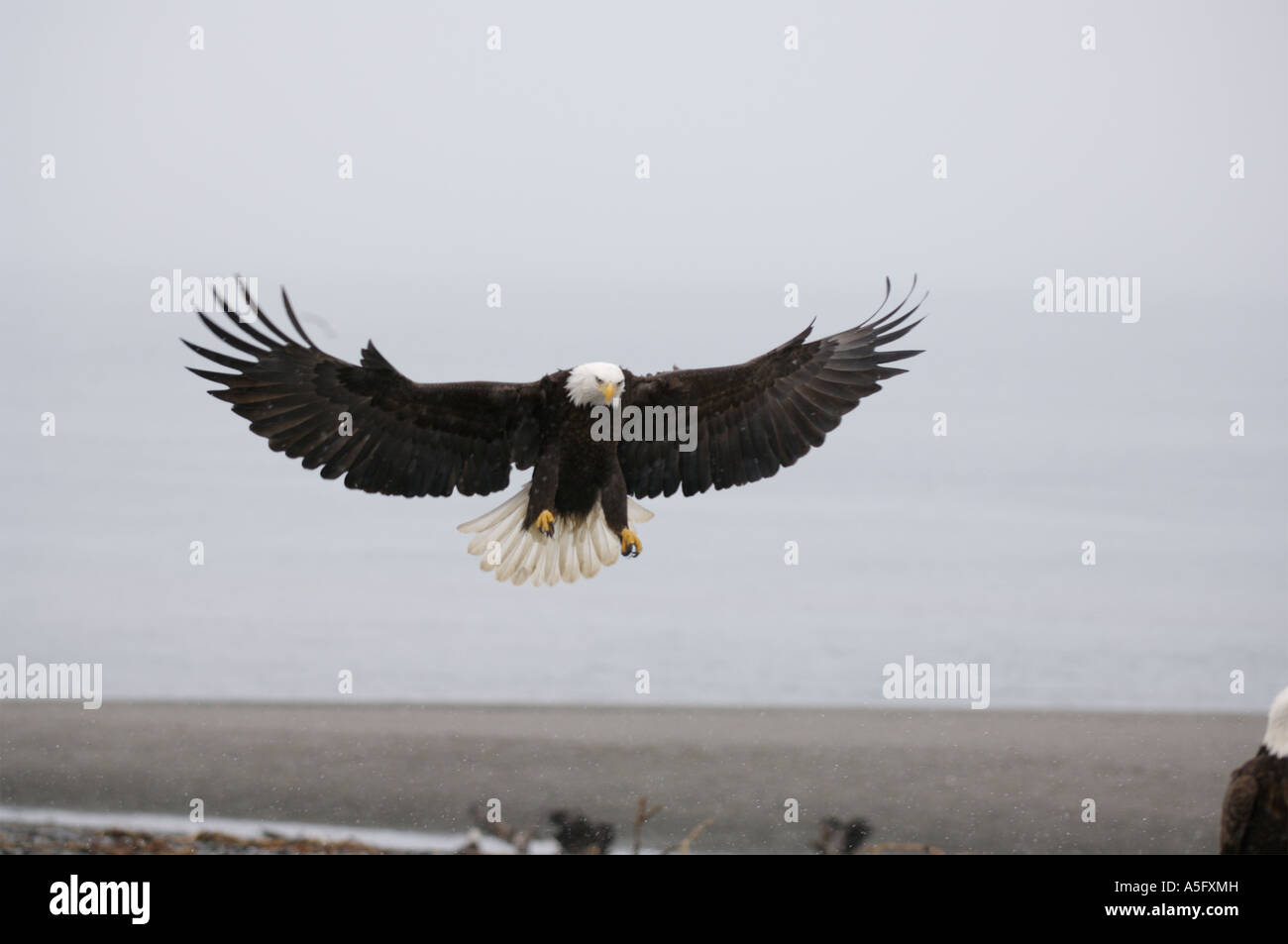 Bald Eagle, Alaska's Coast Stock Photo - Alamy