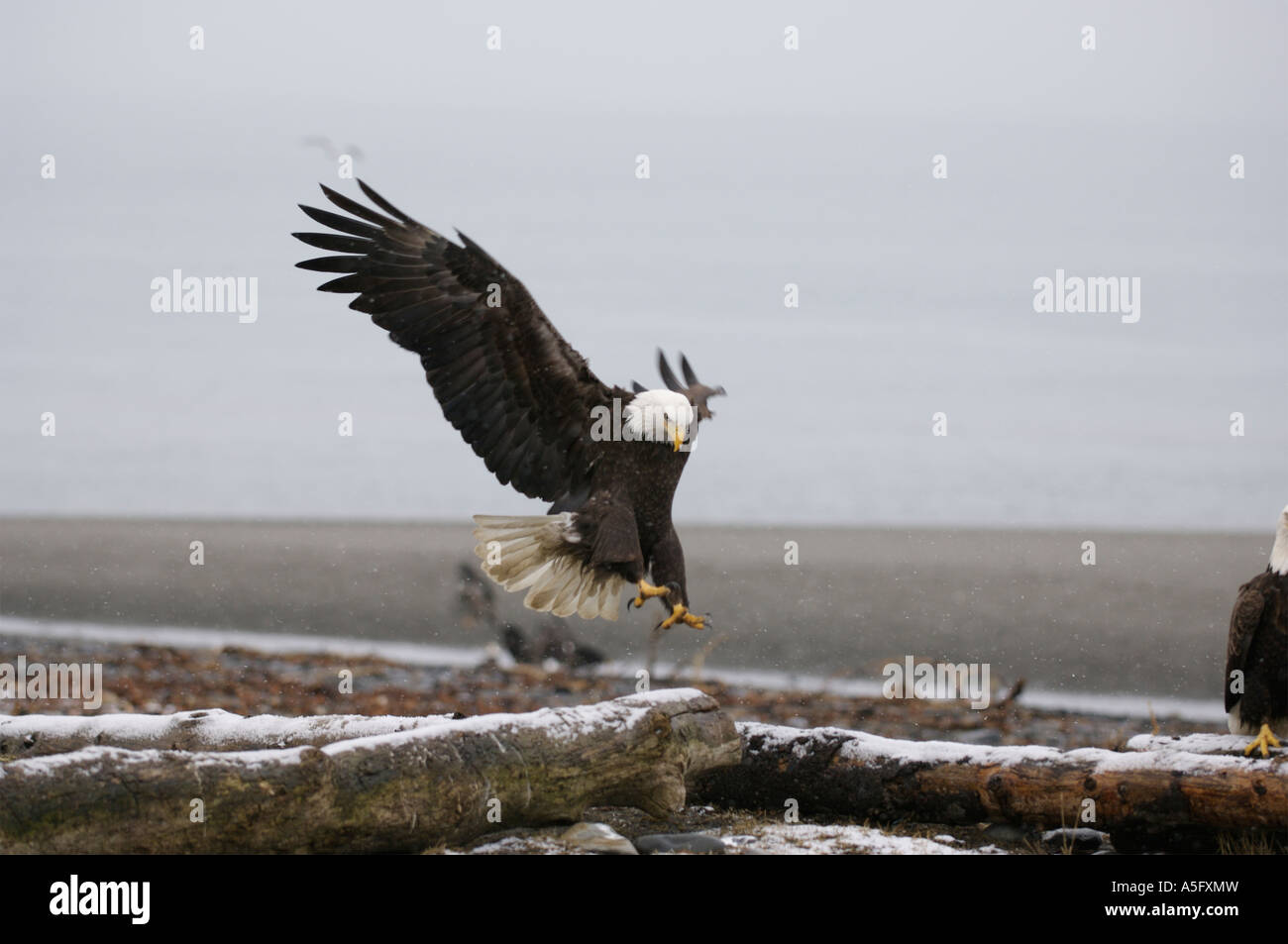 Bald Eagle, Alaska's Coast Stock Photo - Alamy