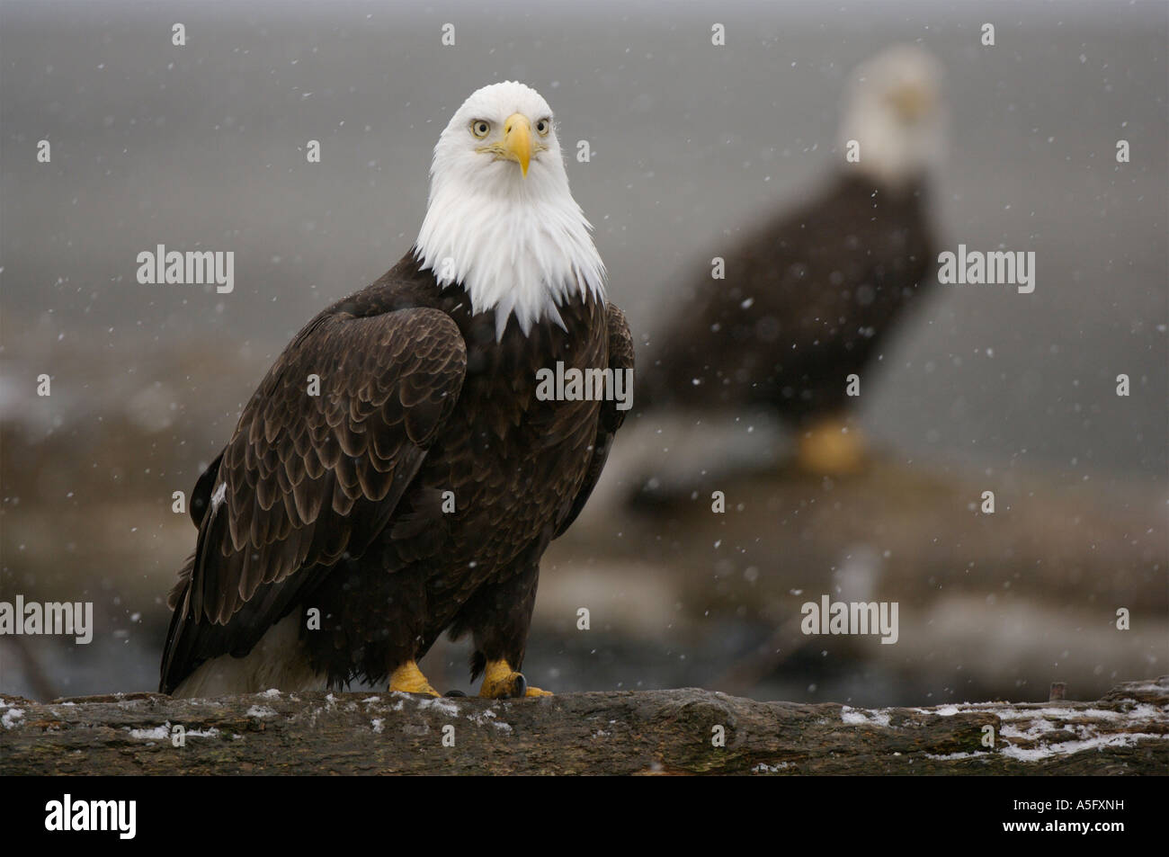 Bald Eagle, Alaska's Coast Stock Photo - Alamy