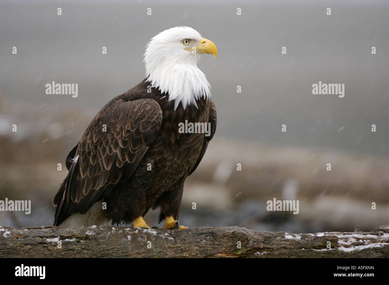 Bald Eagle, Alaska's Coast Stock Photo - Alamy