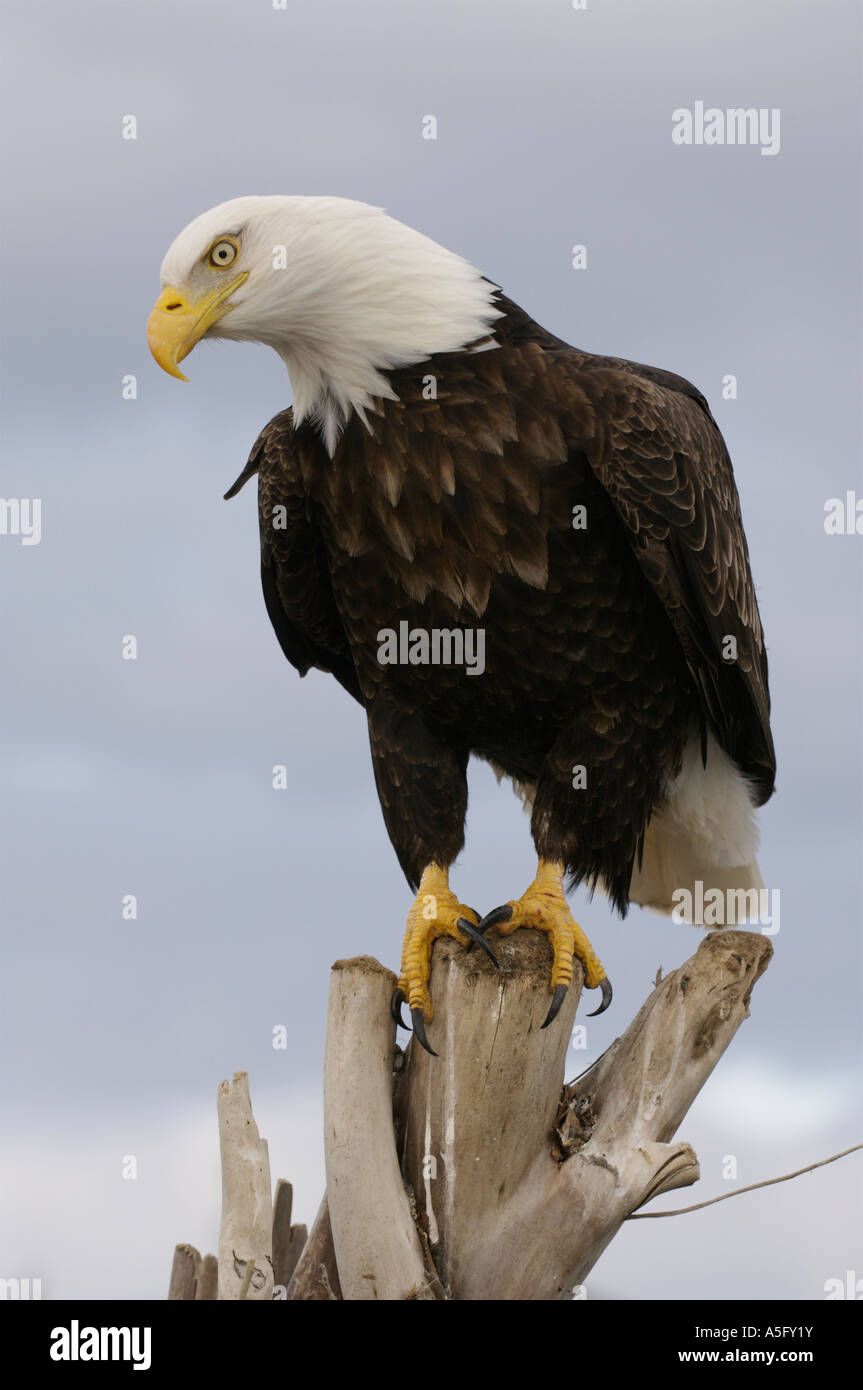 Bald Eagle, Alaska's Coast Stock Photo - Alamy