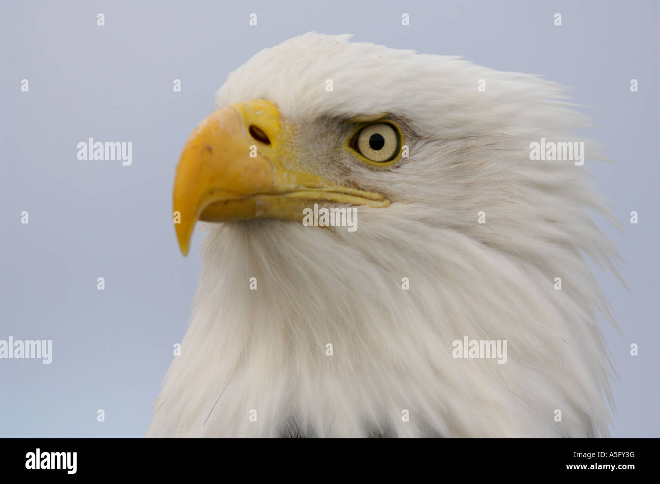 Bald Eagle, Alaska's Coast Stock Photo - Alamy