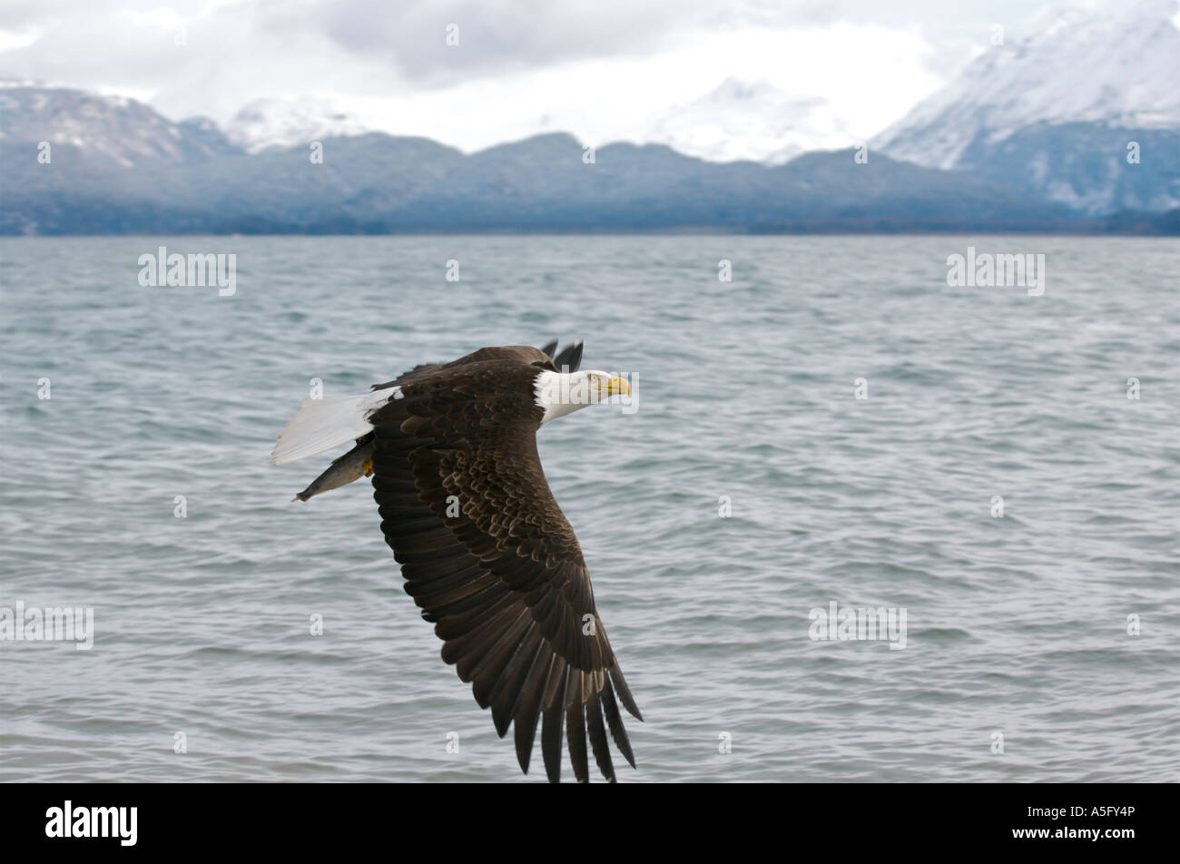 Bald Eagle, Alaska's Coast Stock Photo - Alamy
